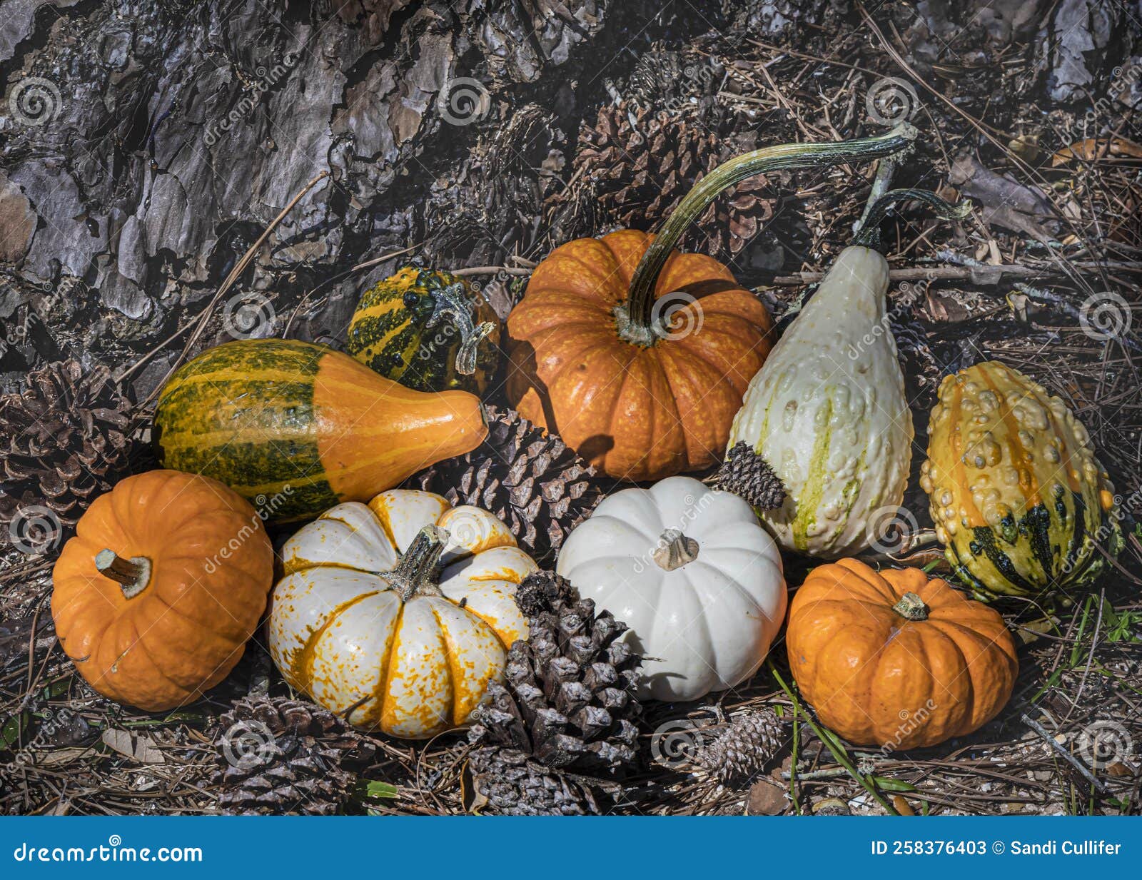 Fresh Squashes and Gourds Under the Pine Tree Stock Image - Image of ...