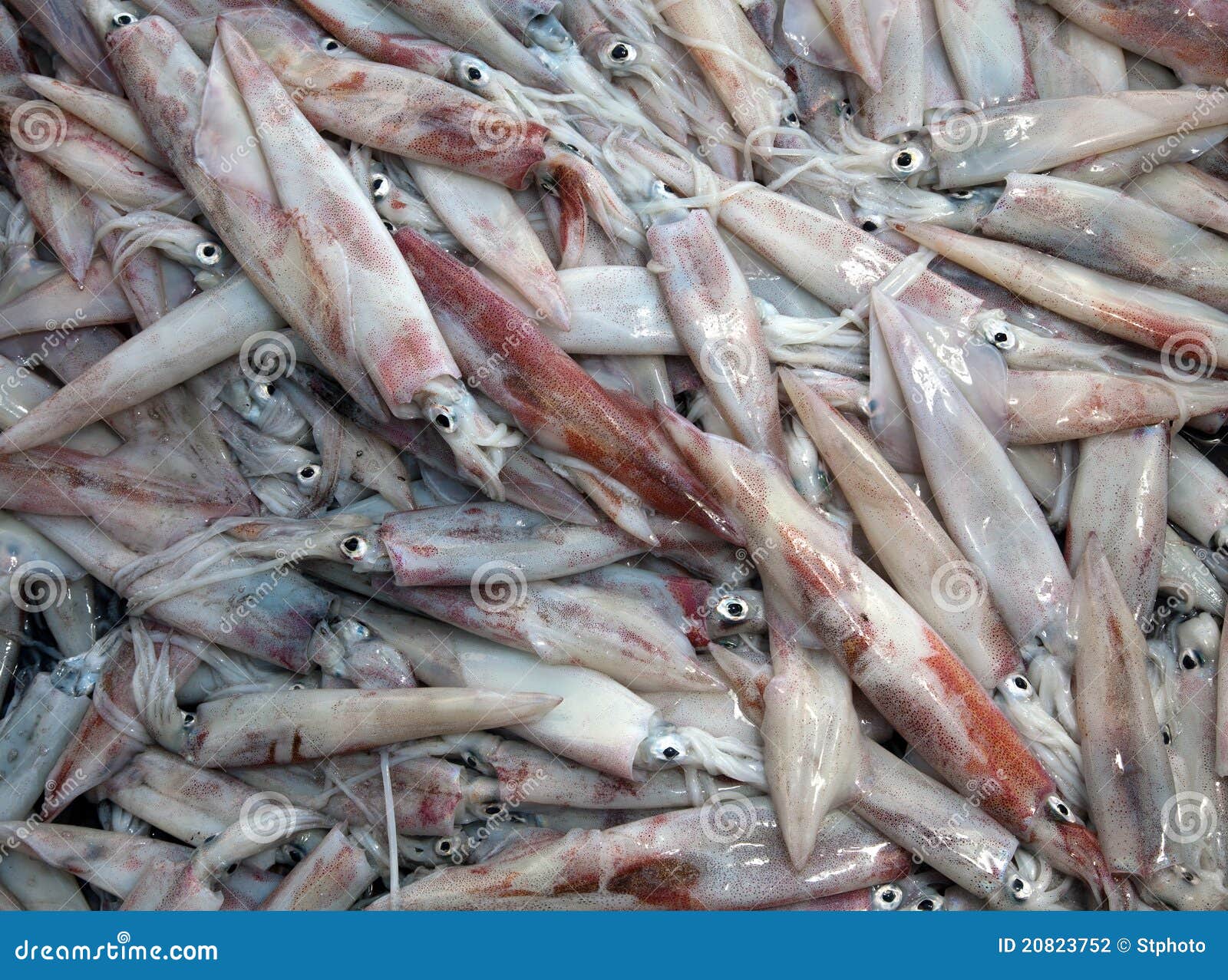 Fresh squid stock photo. Image of market, fresh, full - 20823752