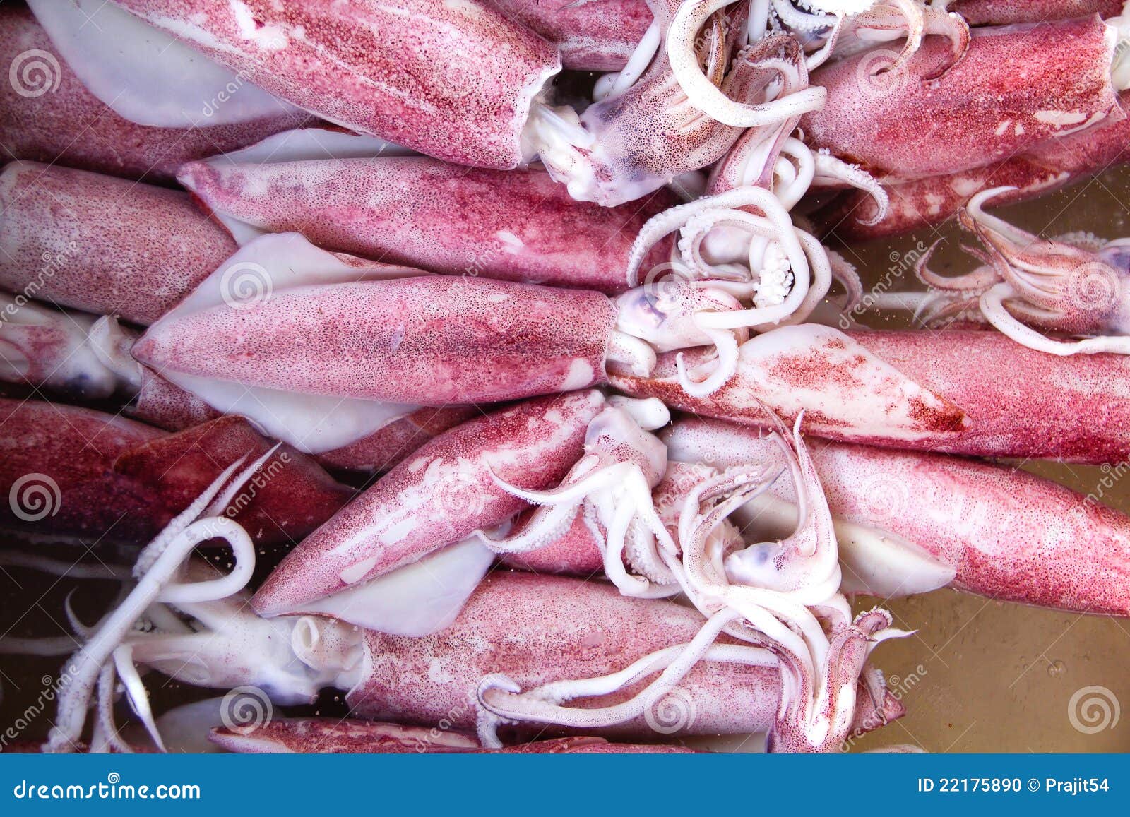 Fresh squid stock photo. Image of invertebrate, group - 22175890