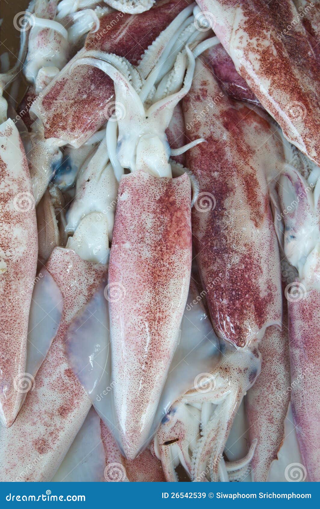 Fresh squid stock image. Image of cook, dinner, fish - 26542539