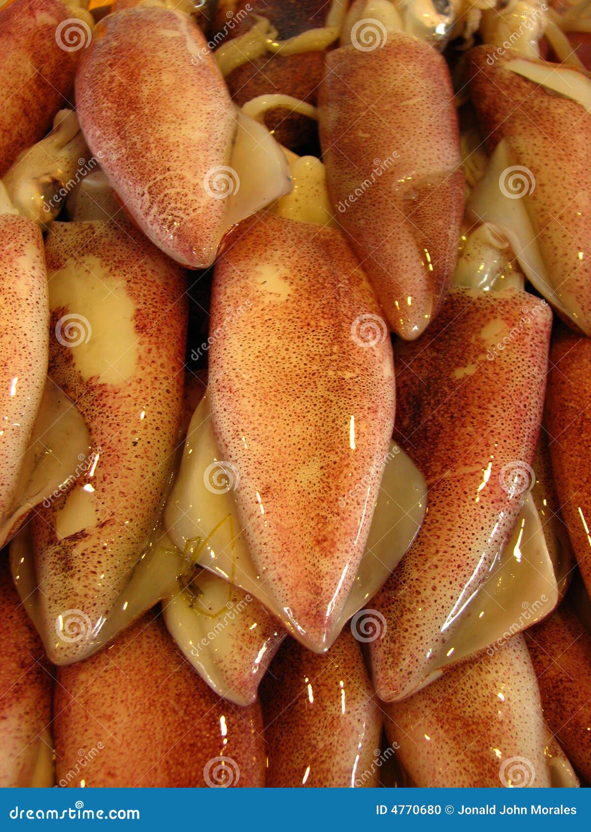 Fresh Squid stock photo. Image of culinary, cooking, fresh - 4770680