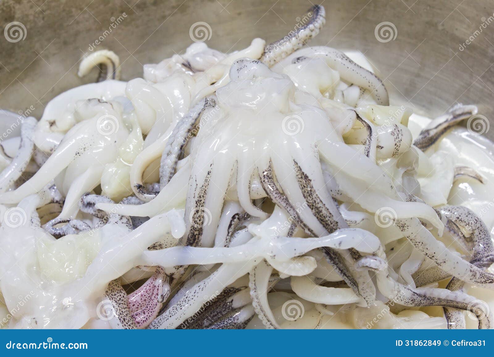 Fresh squid stock image. Image of food, small, fish, mollusk - 31862849