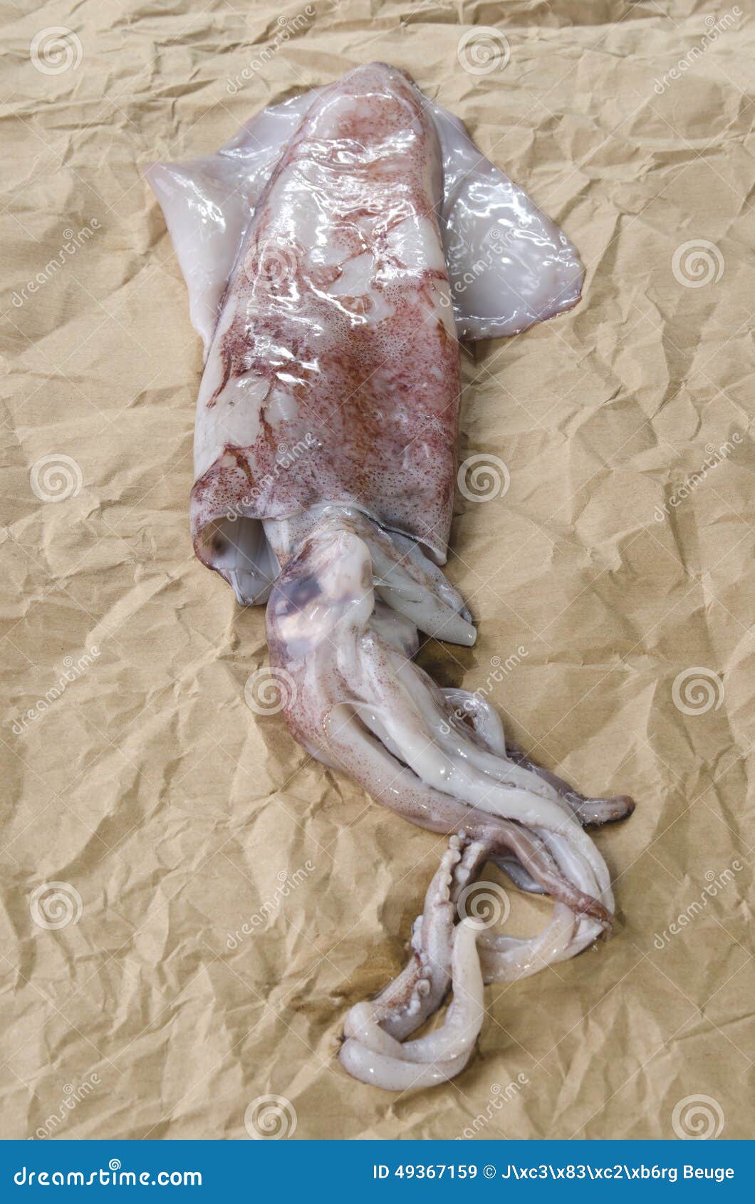 Fresh Squid Brown Kitchen Paper Photos - Free & Royalty-Free Stock ...