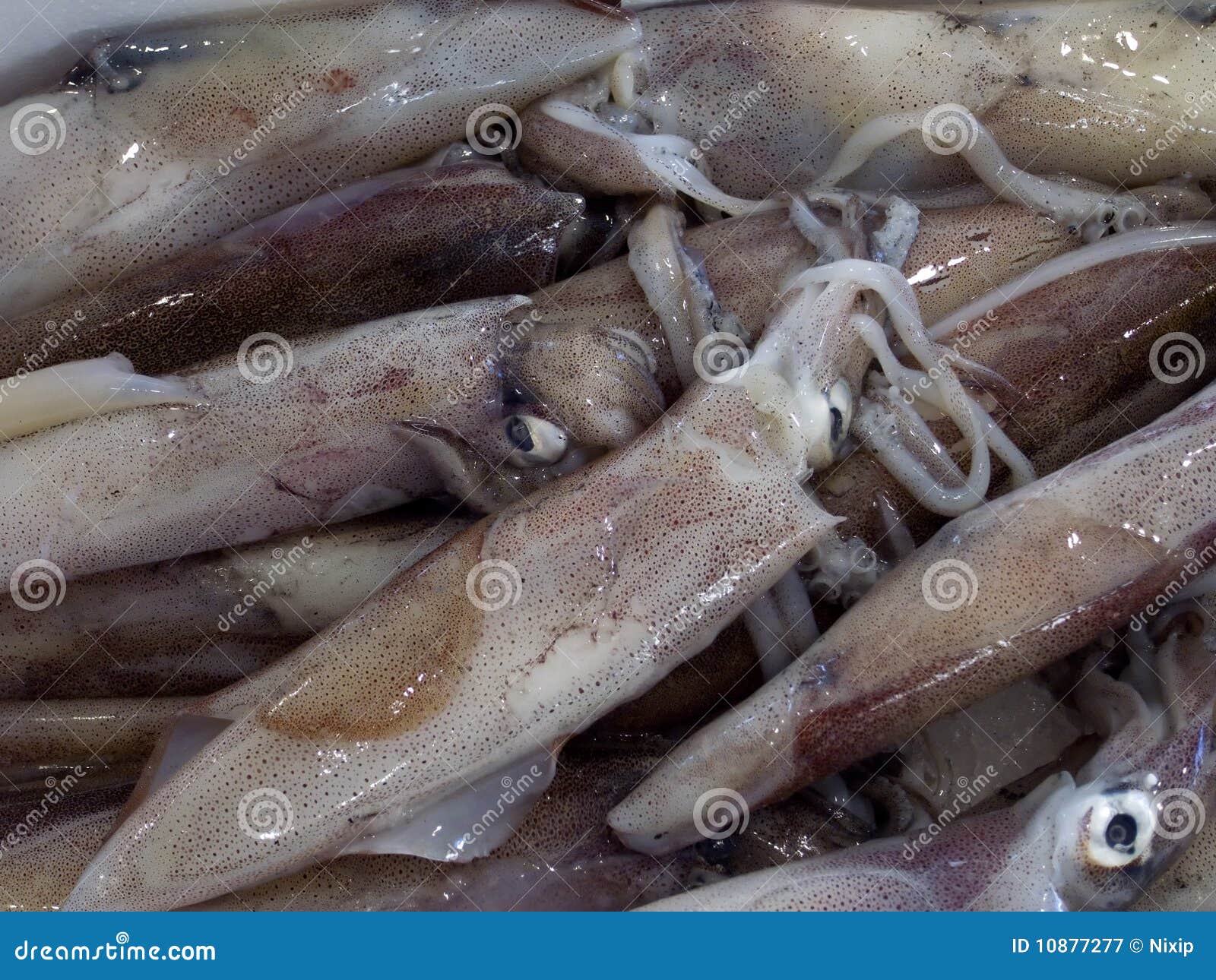 Fresh squid calamari stock image. Image of seafood, creature - 10877277