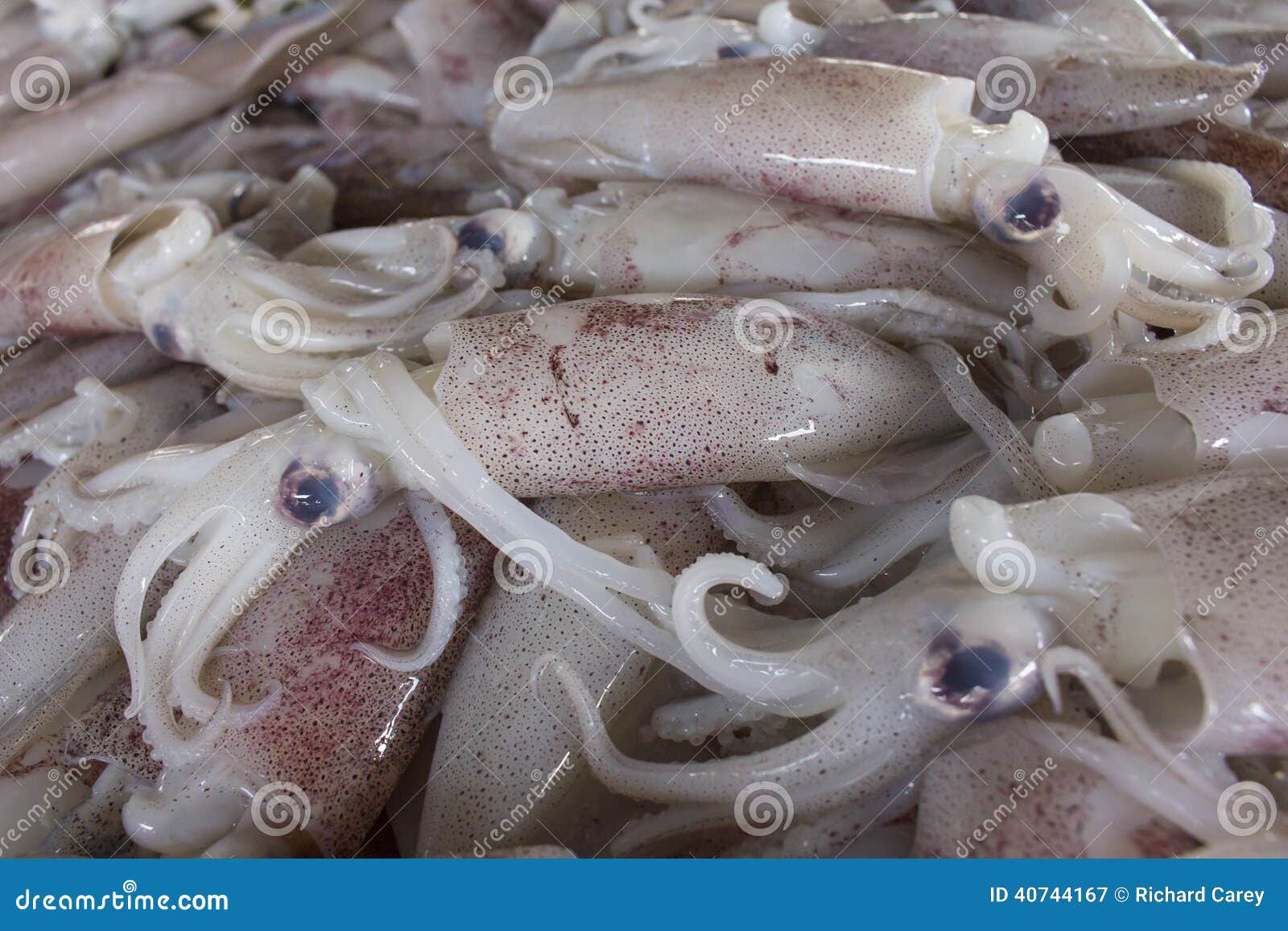 Fresh Squid Calamari stock image. Image of pink, oils - 40744167