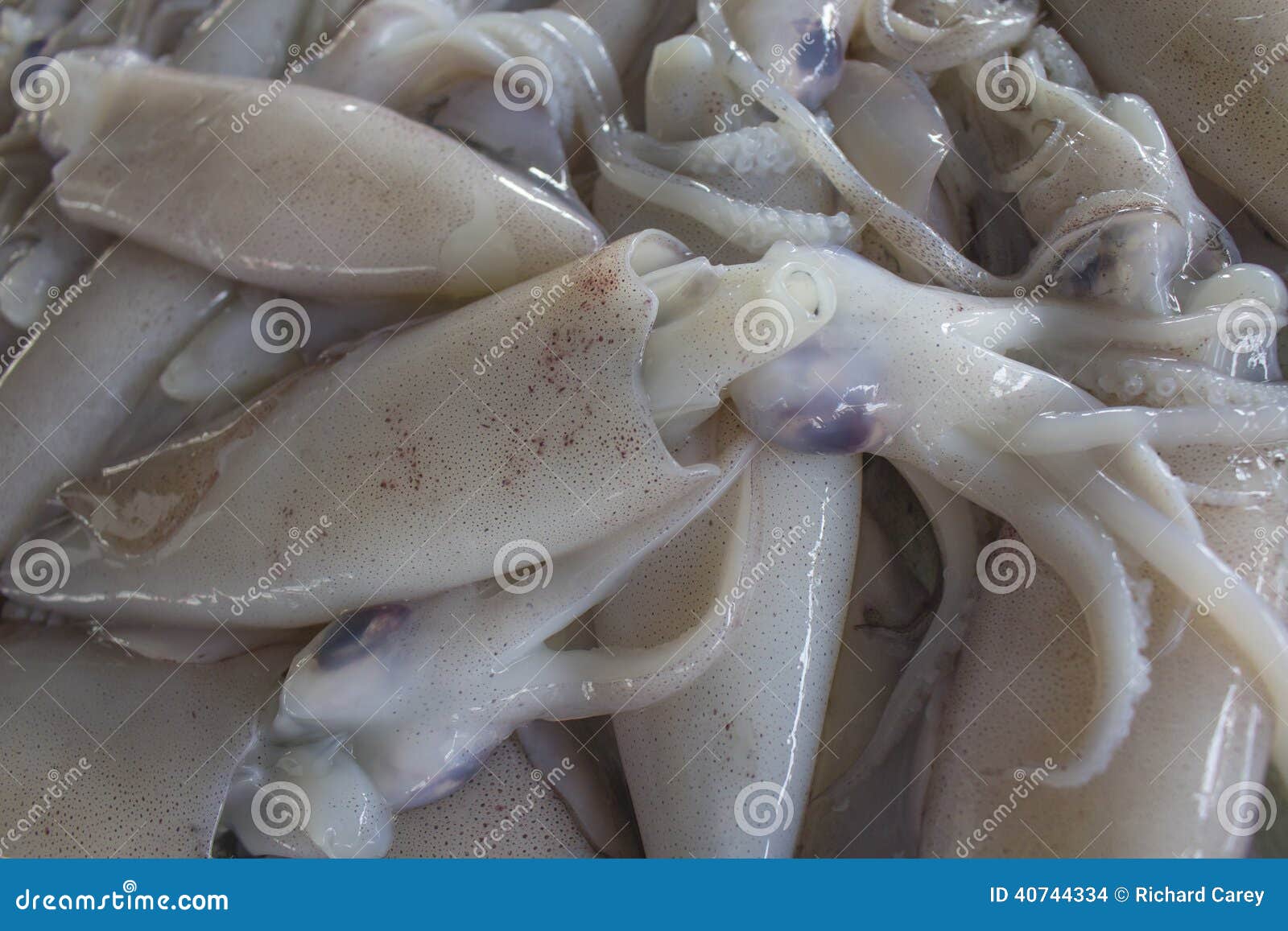 Fresh Squid Calamari stock photo. Image of seafood, oils - 40744334