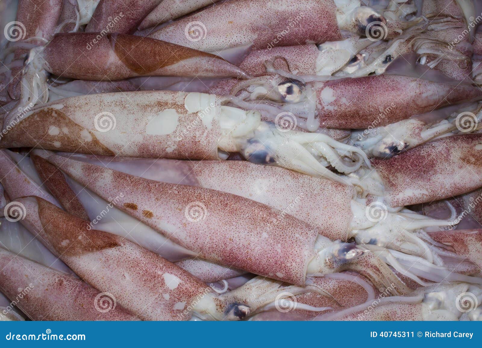 Fresh Squid Calamari stock image. Image of animal, sepia - 40745311