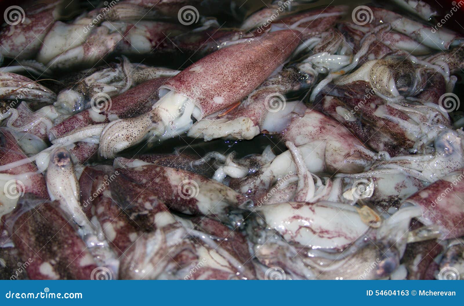 Fresh Squid Calamary on a Fish Market in India, Goa Stock Image - Image ...