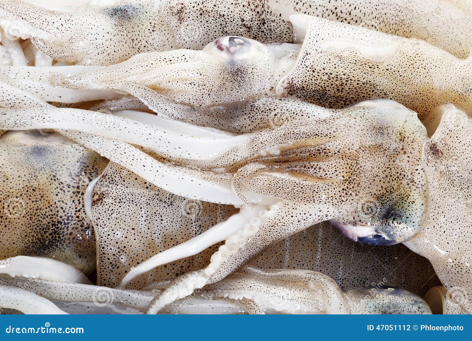 Fresh squid stock photo. Image of fresh, cuttlefish, cephalopoda - 47051112
