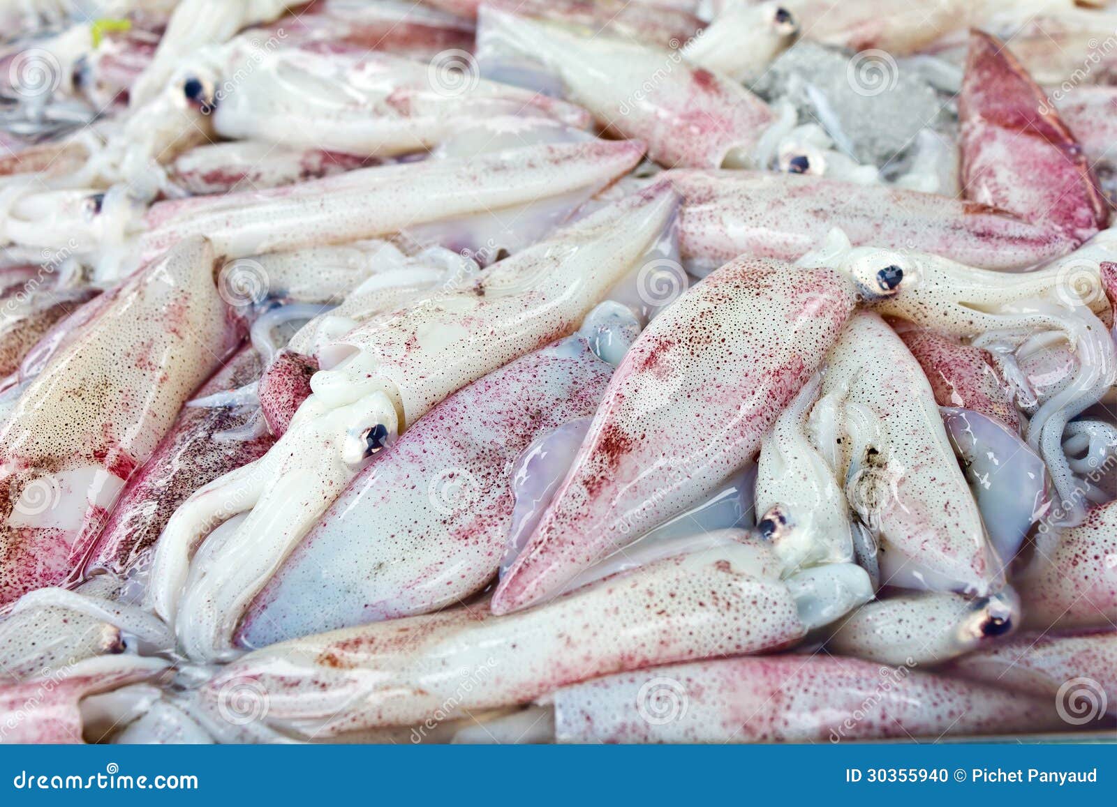 Fresh squid stock photo. Image of cooking, fresh, healthy - 30355940