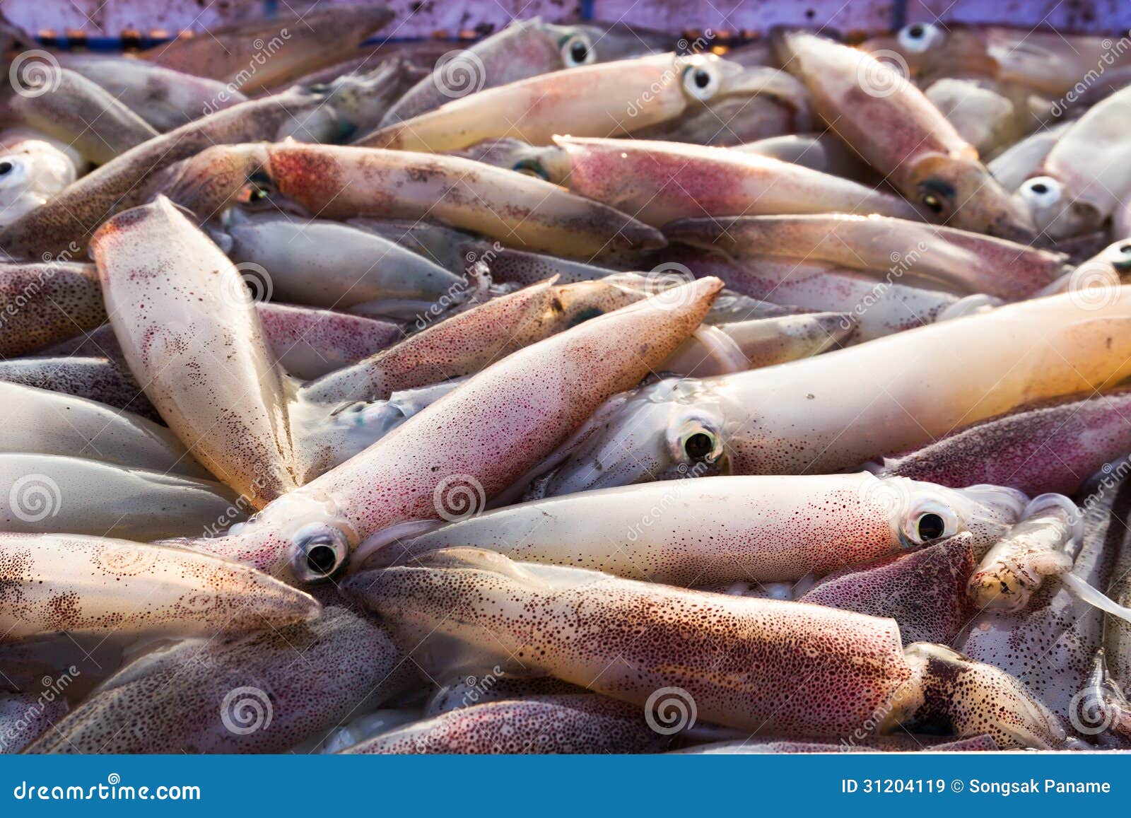 Fresh squid stock image. Image of calamari, fish, life - 31204119