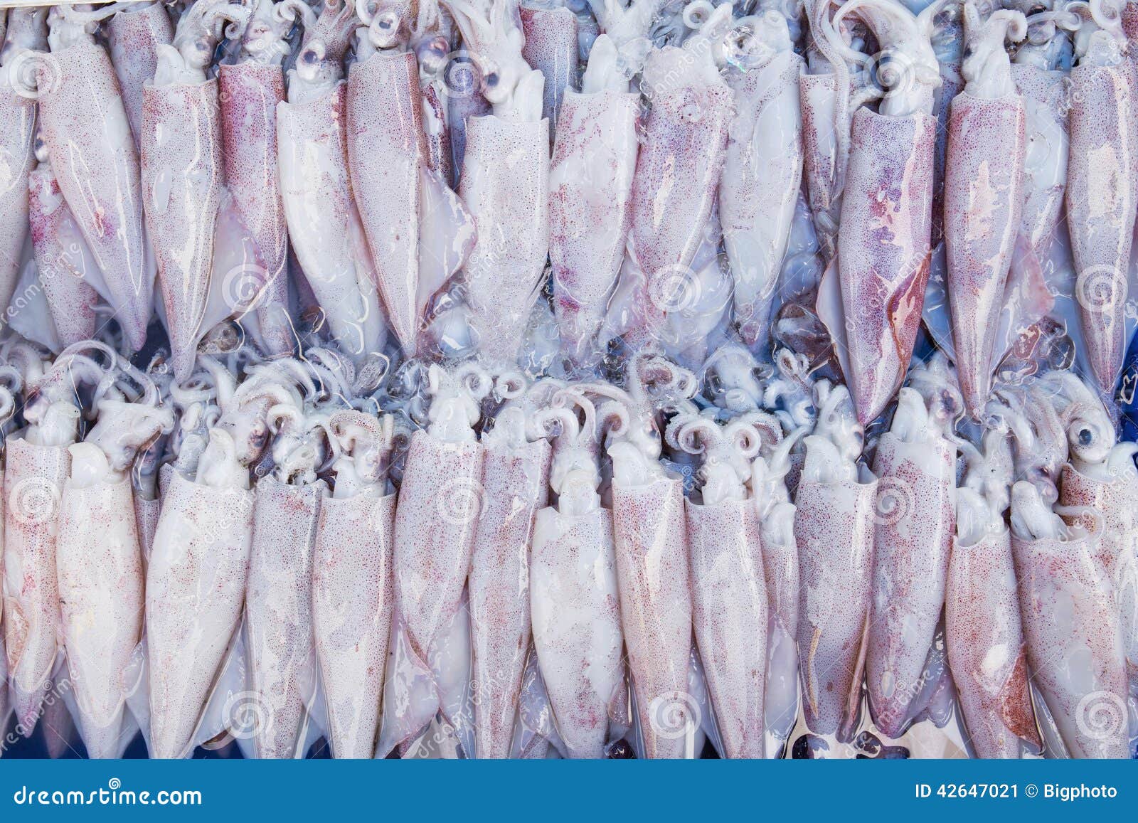 Fresh squid at fish market stock image. Image of nutrition - 42647021
