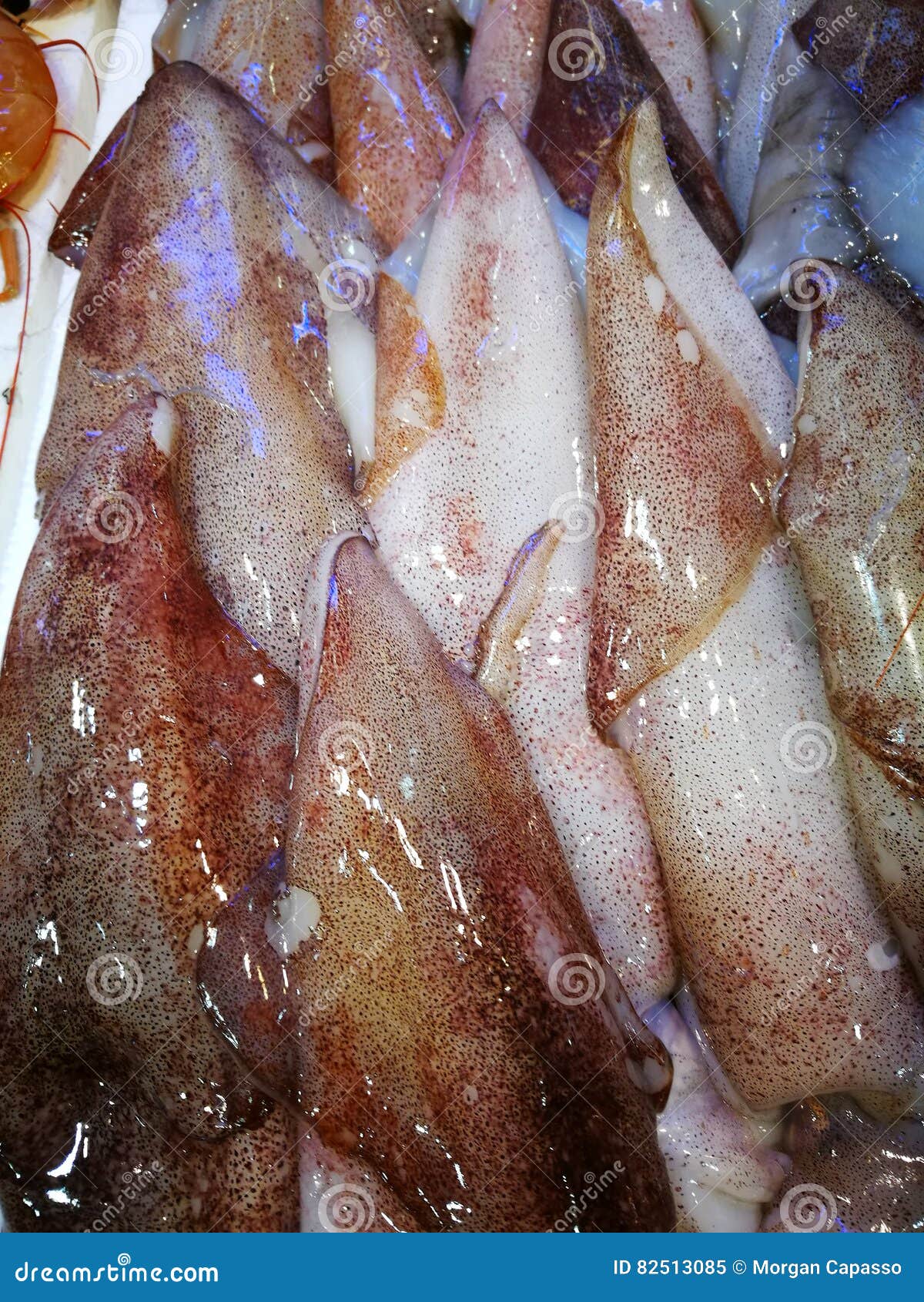 Fresh squid in fish market stock image. Image of glistening - 82513085