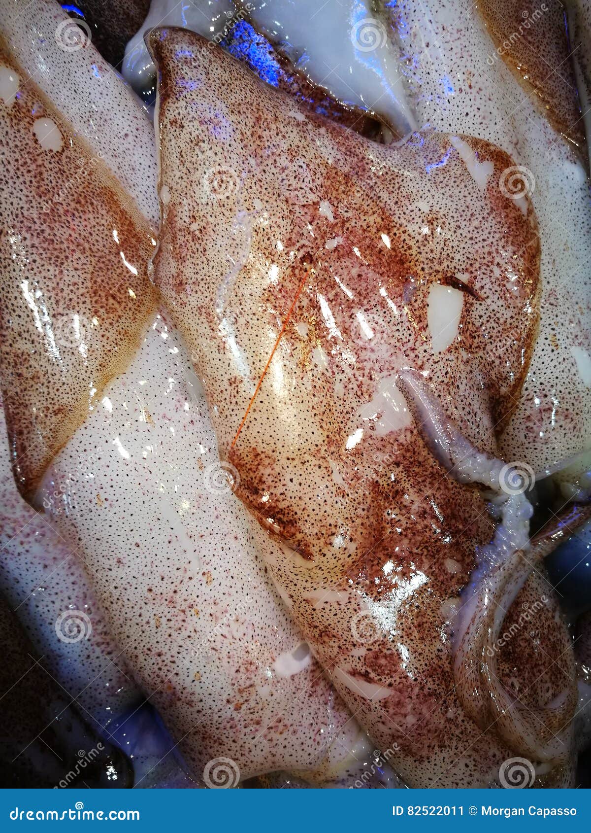 Fresh squid in fish market stock image. Image of details - 82522011