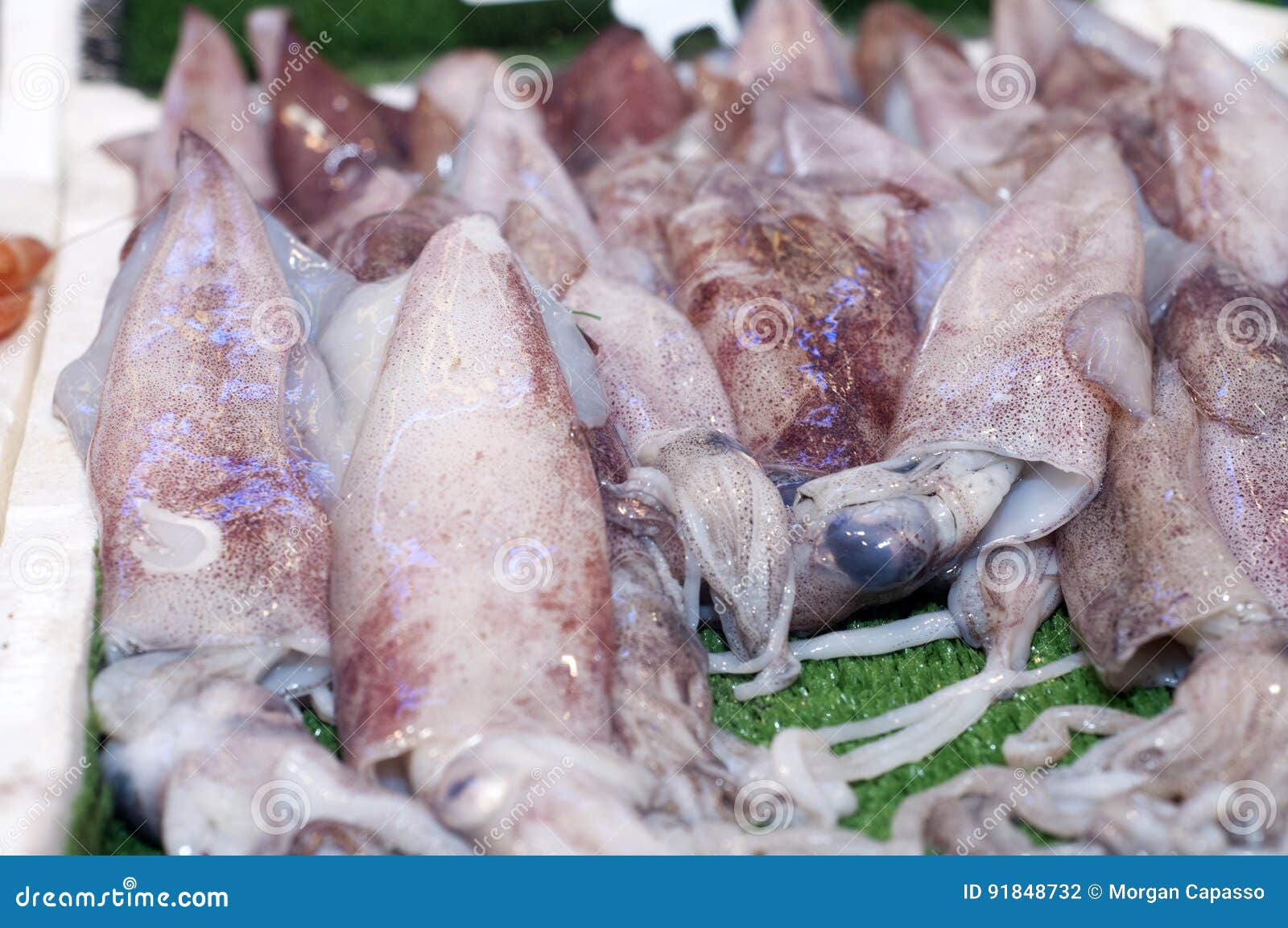 Fresh squid in fish market stock photo. Image of closeup - 91848732