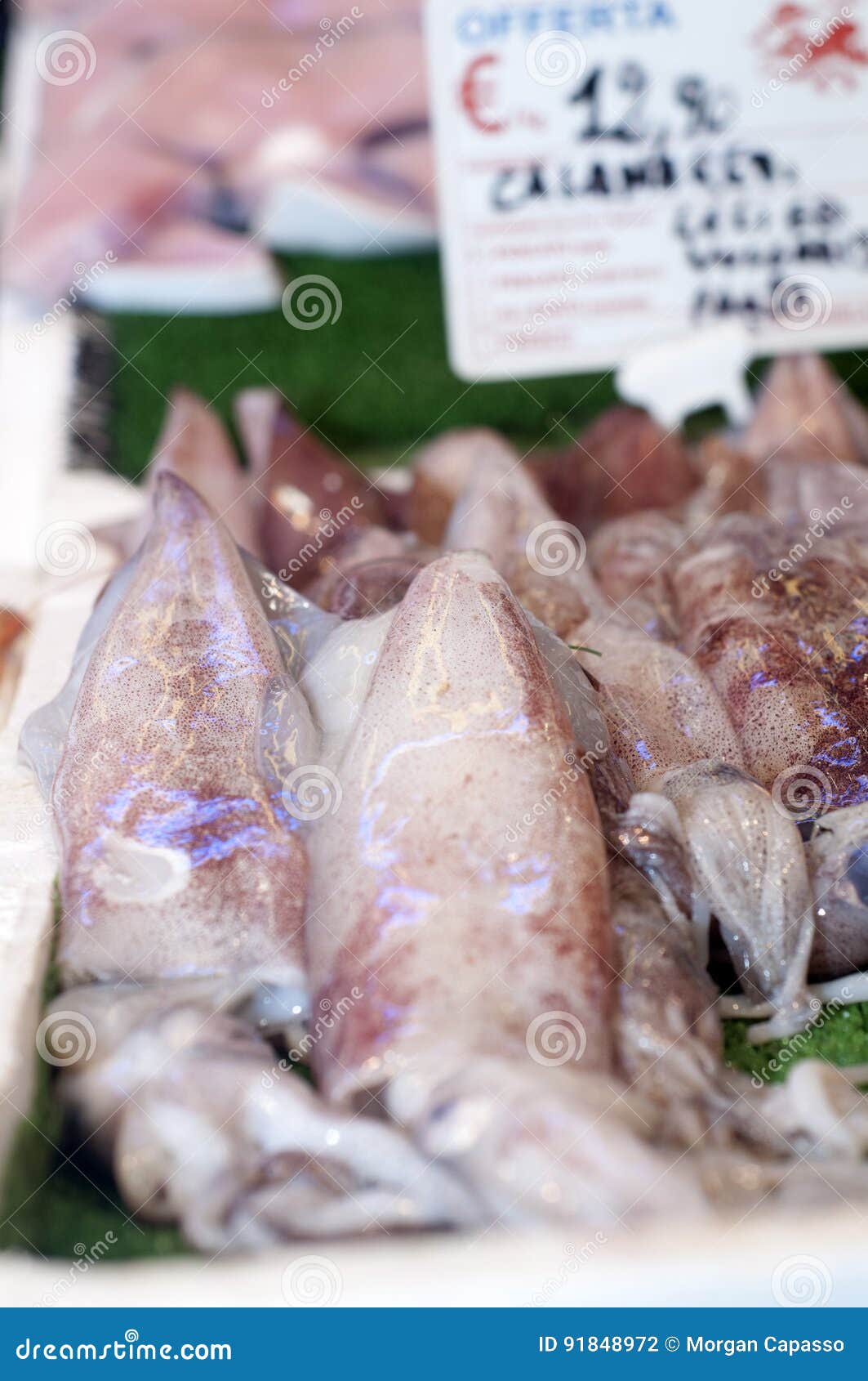 Fresh squid in fish market stock photo. Image of ready - 91848972