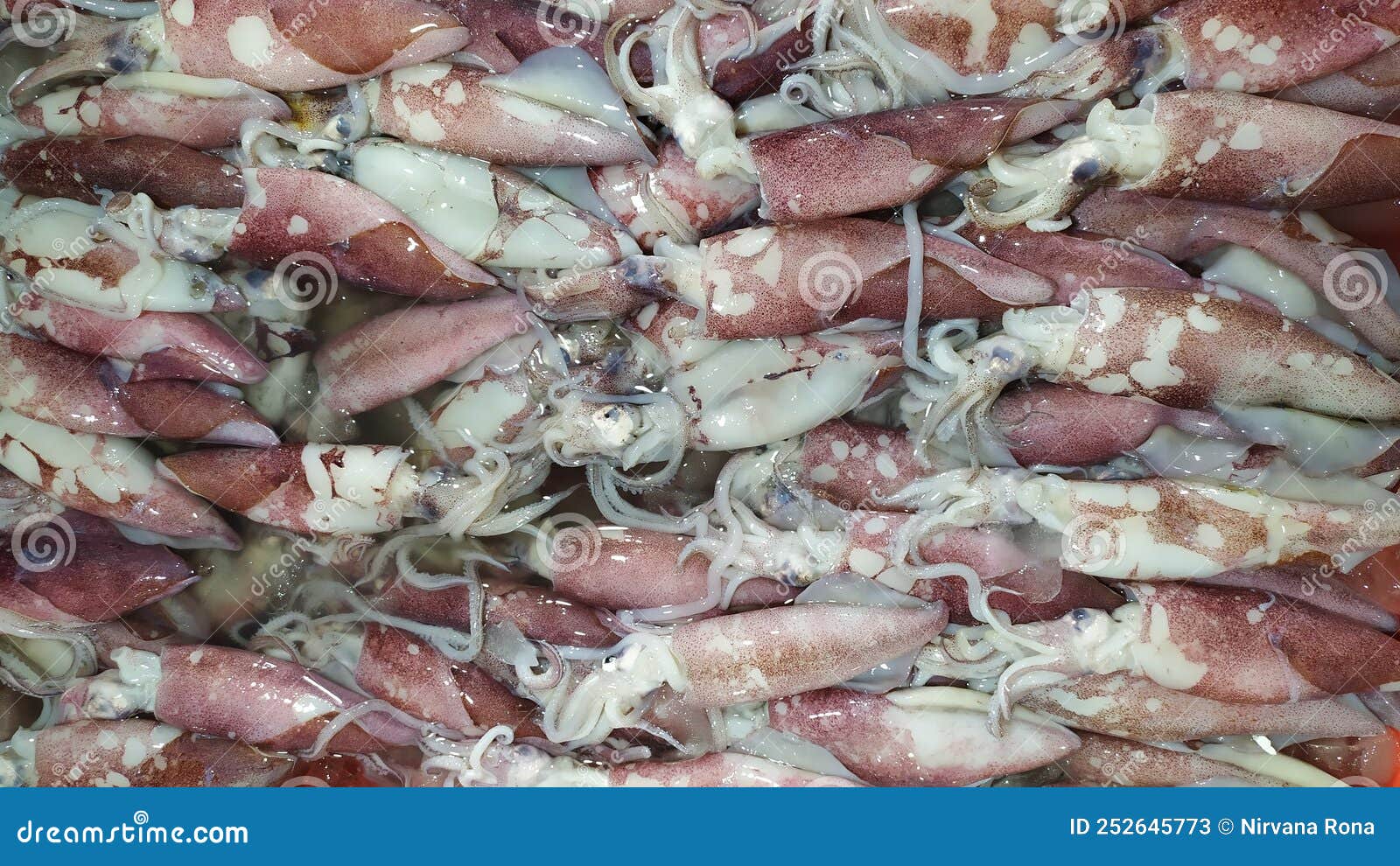 Fresh Squid in Fish Market Ready for Sale at the Market Fish Stock ...