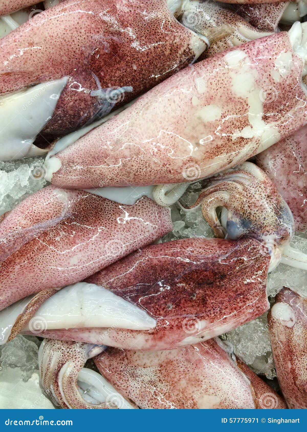 Fresh Squid on Ice stock image. Image of selective, seafood - 57775971