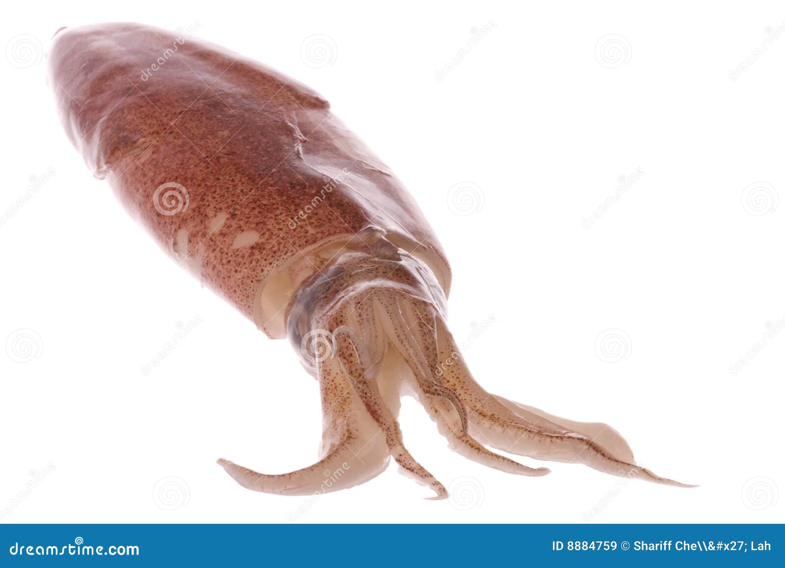 Fresh Squid On A Tray. Close-up Squid Or Splendid Squid : Lined Up ...