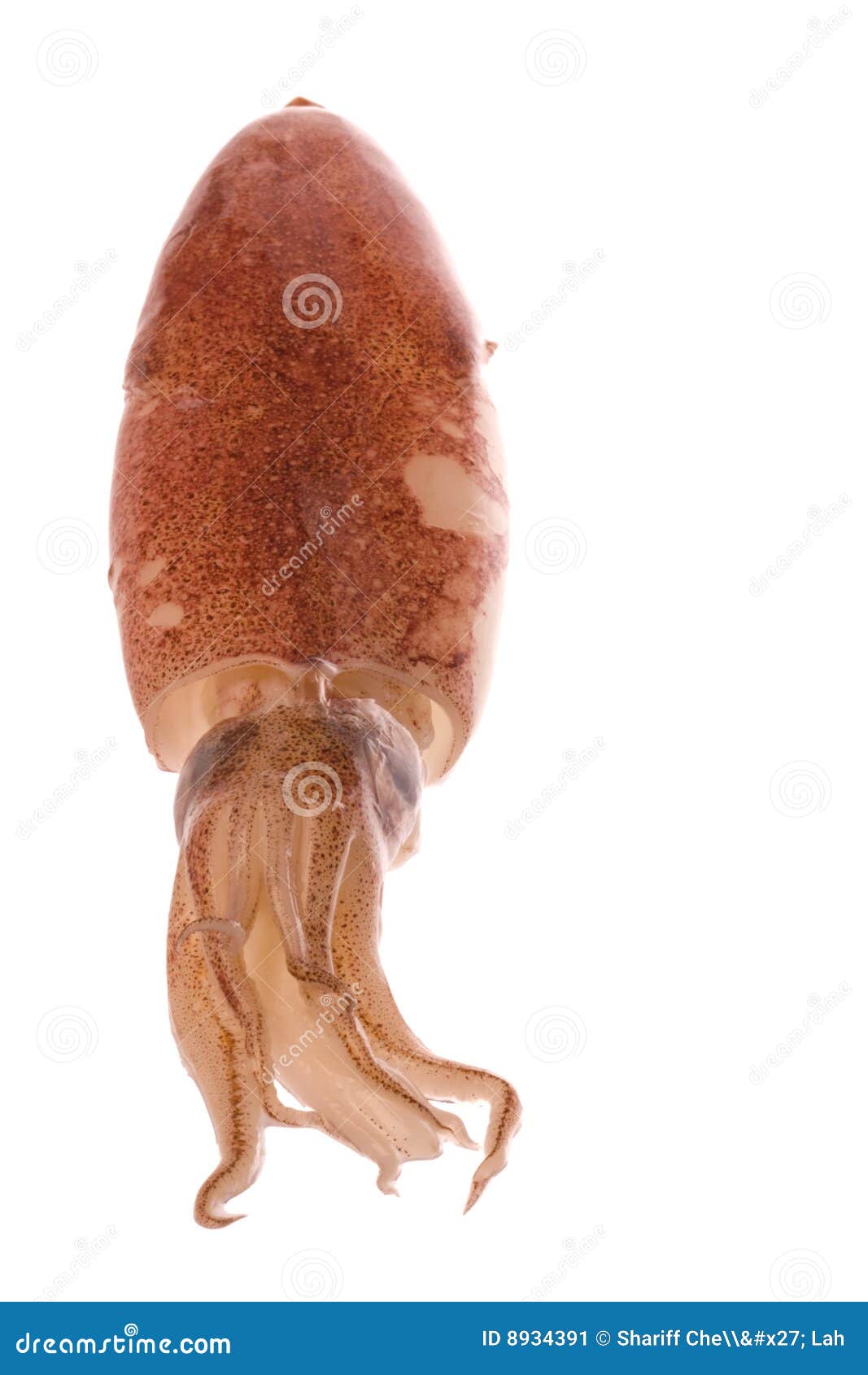 Fresh Squid Isolated stock image. Image of tentacles, nutrition - 8934391