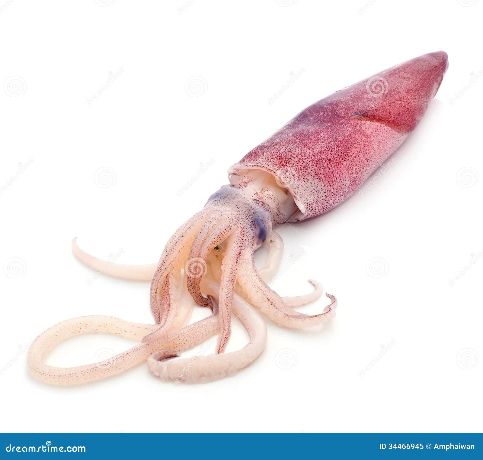 Fresh Squid Isolated On White BackgroundFresh Squid Isolated On White ... Fresh Squid Isolated On White BackgroundFresh Squid Isolated On White ...