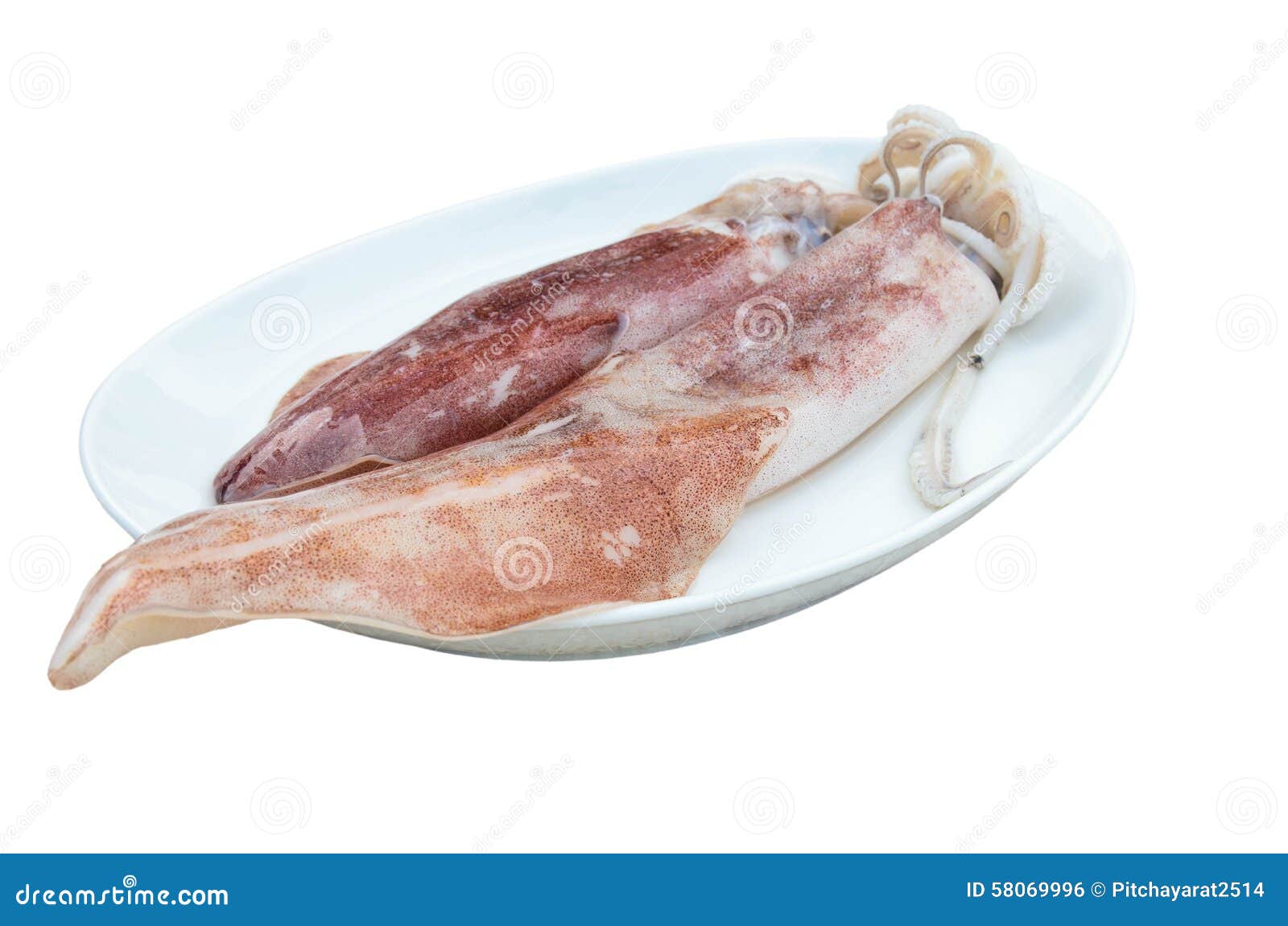 Fresh Squid stock photo. Image of mollusk, invertebrate - 58069996