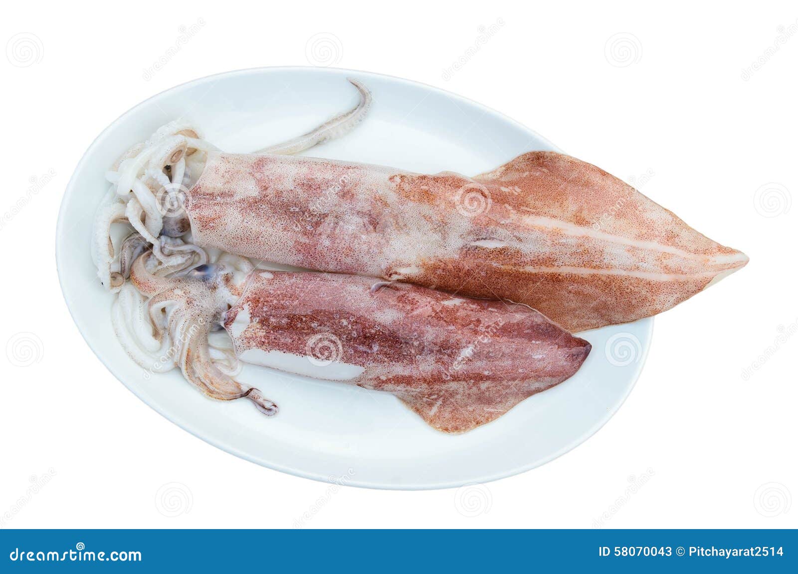 Fresh Squid stock image. Image of cooking, life, isolated - 58070043