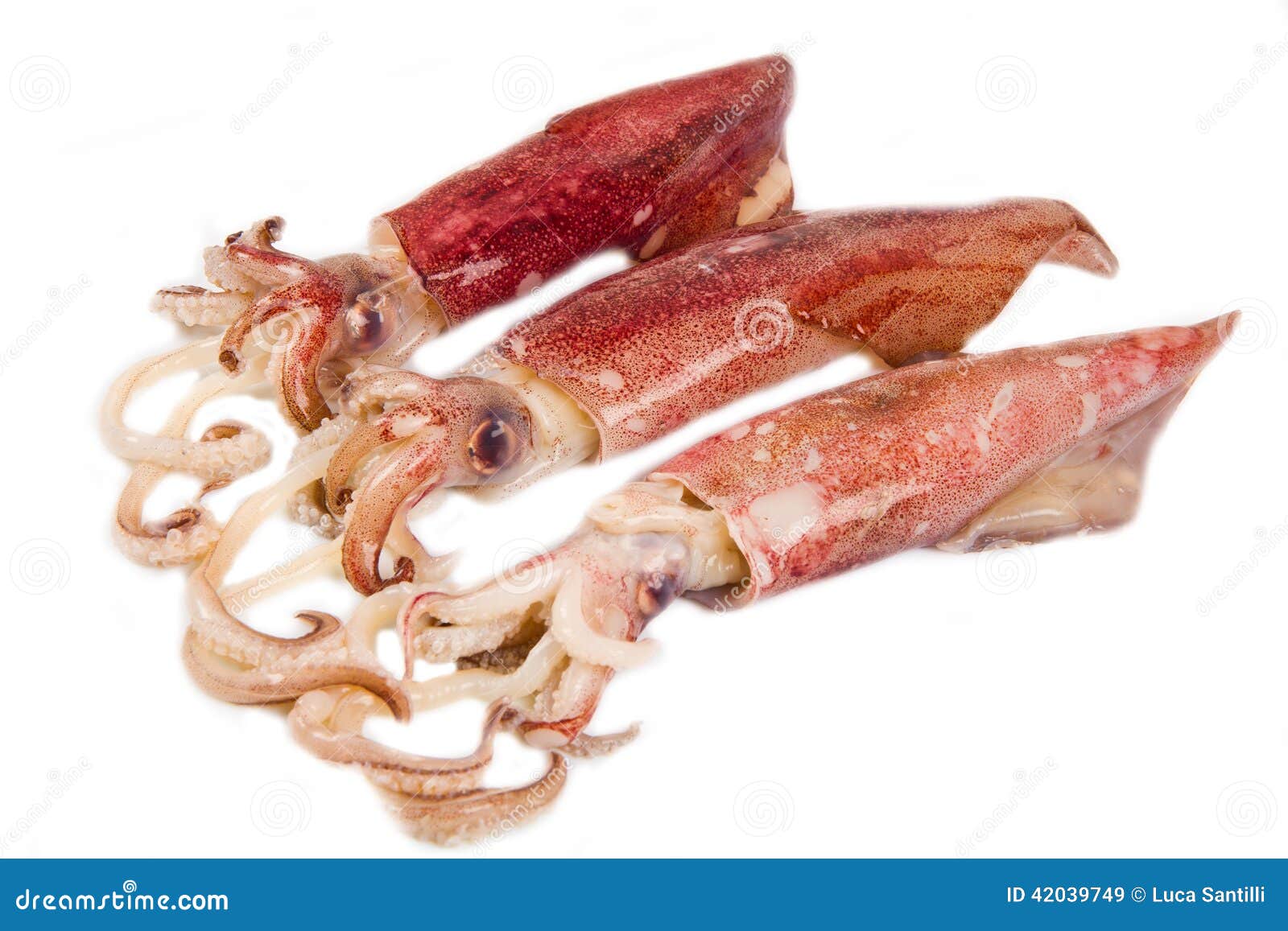 Fresh Squid Isolated on White Background Stock Image - Image of ...