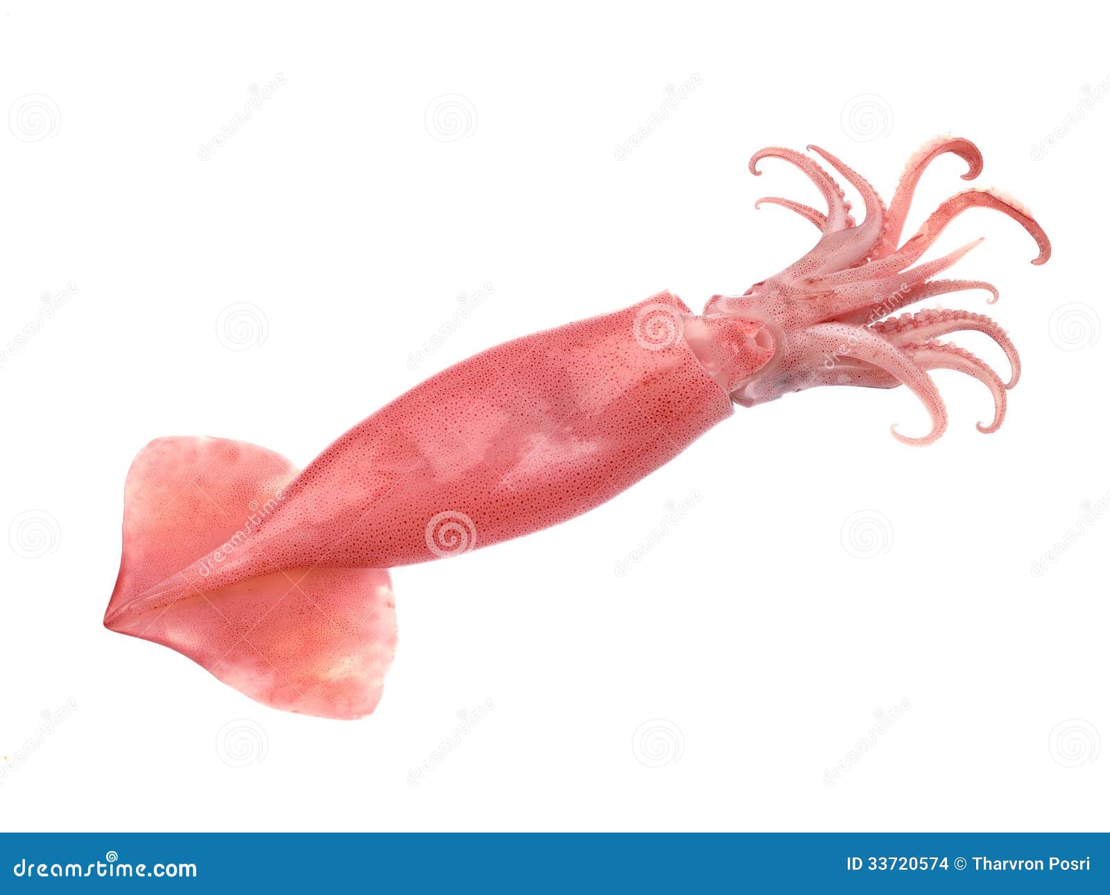 Fresh Squid Isolated On White BackgroundFresh Squid Isolated On White ... Fresh Squid Isolated On White BackgroundFresh Squid Isolated On White ...
