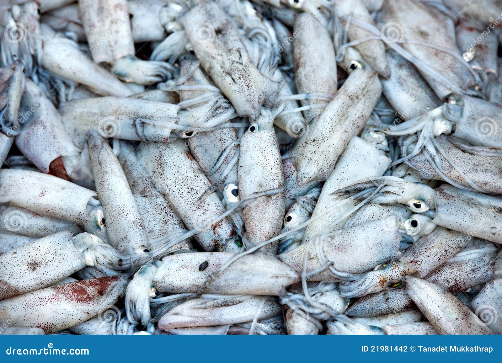 Fresh squid in market stock photo. Image of fishing, healthy - 21981442
