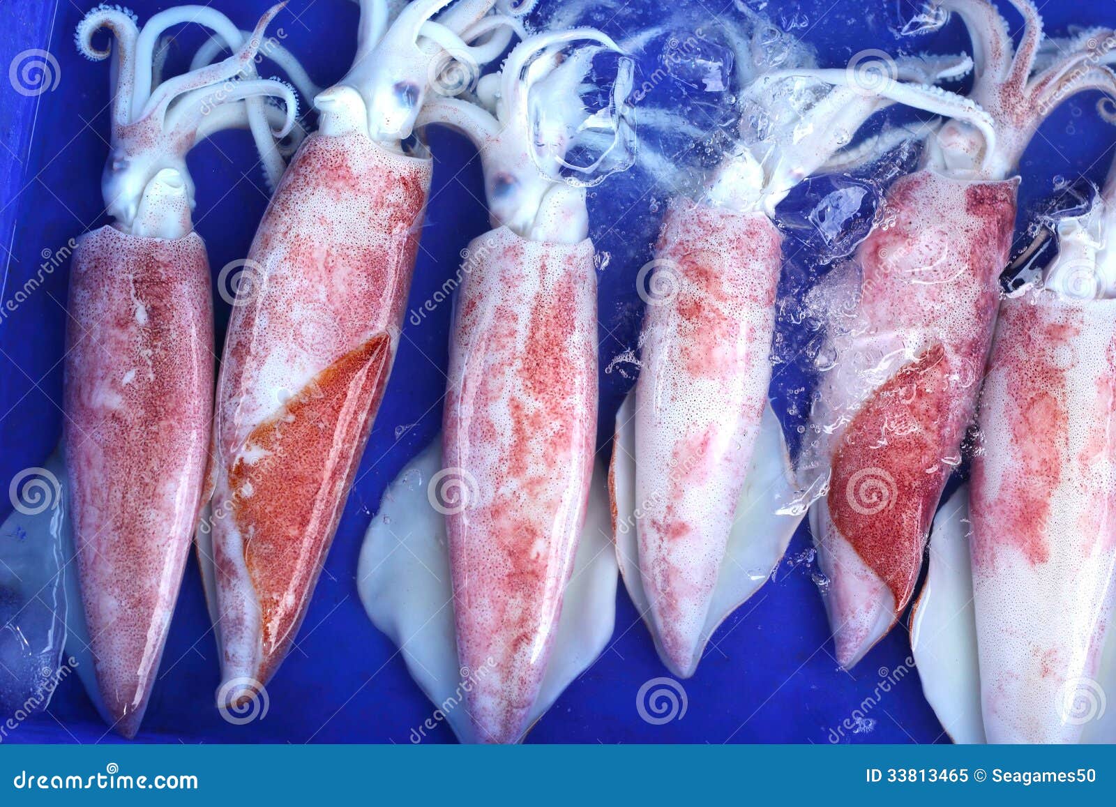Fresh squid in the market. stock image. Image of market - 33813465