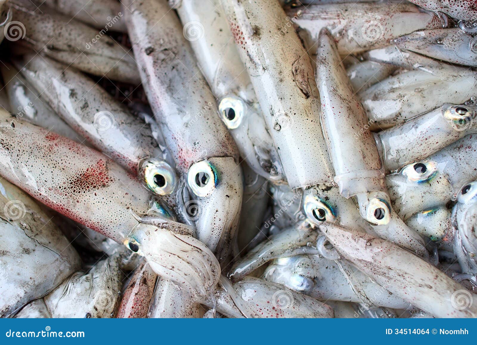 Fresh squid stock photo. Image of brown, nature, cooking - 34514064