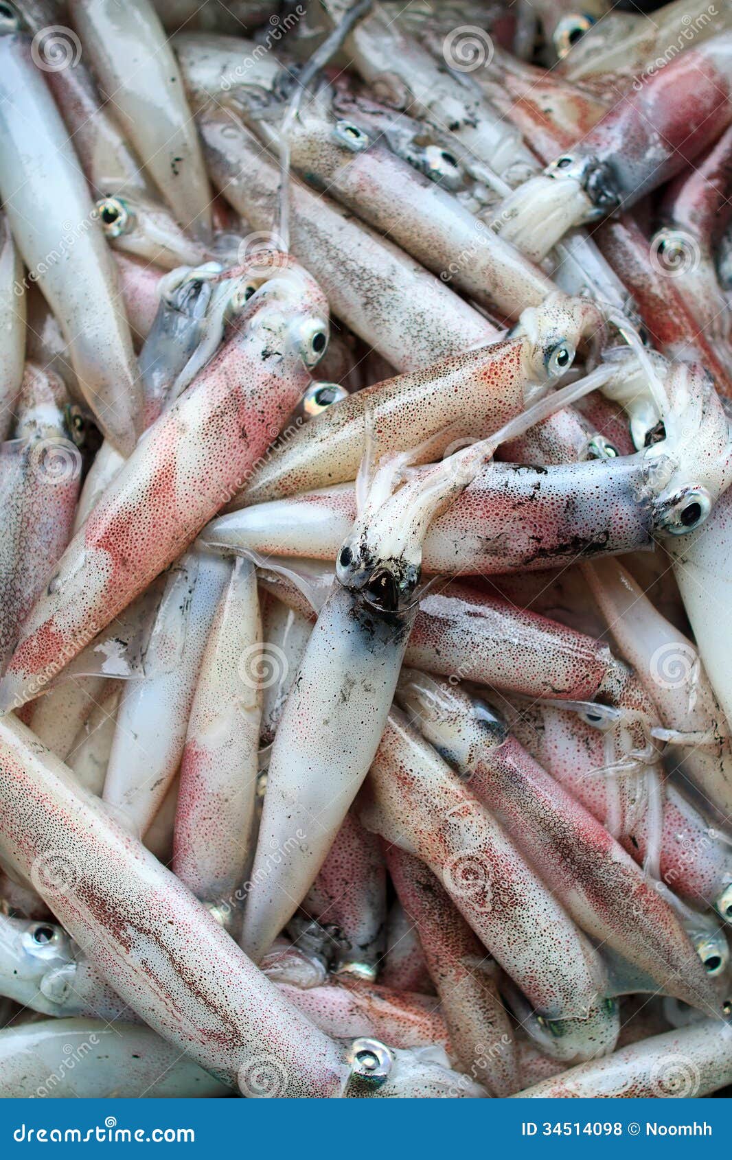Fresh squid stock photo. Image of marine, mollusc, healthy - 34514098