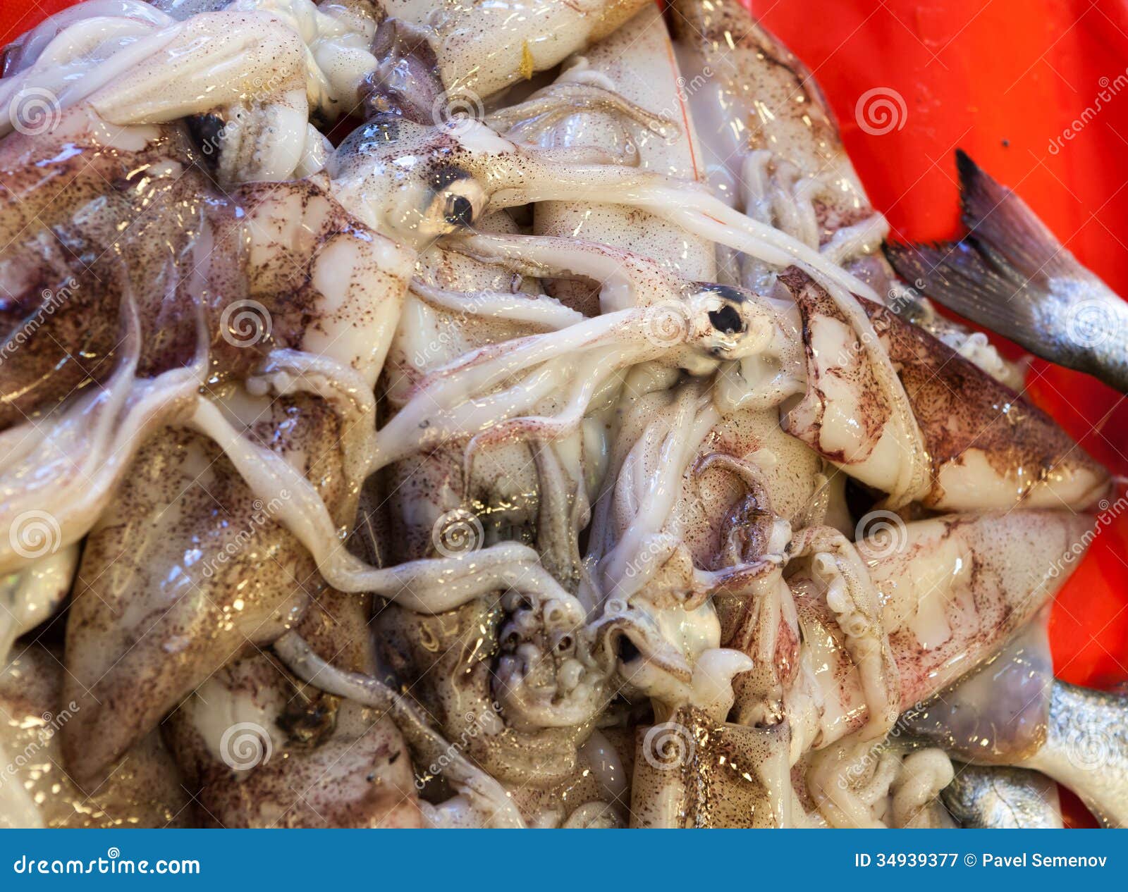 Fresh squid stock image. Image of animal, food, nice - 34939377