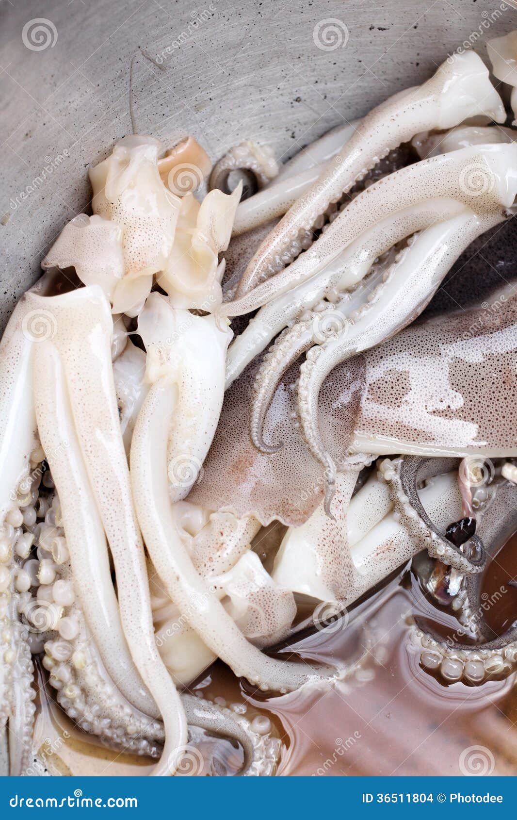 Fresh squid stock photo. Image of octopus, fresh, animal - 36511804