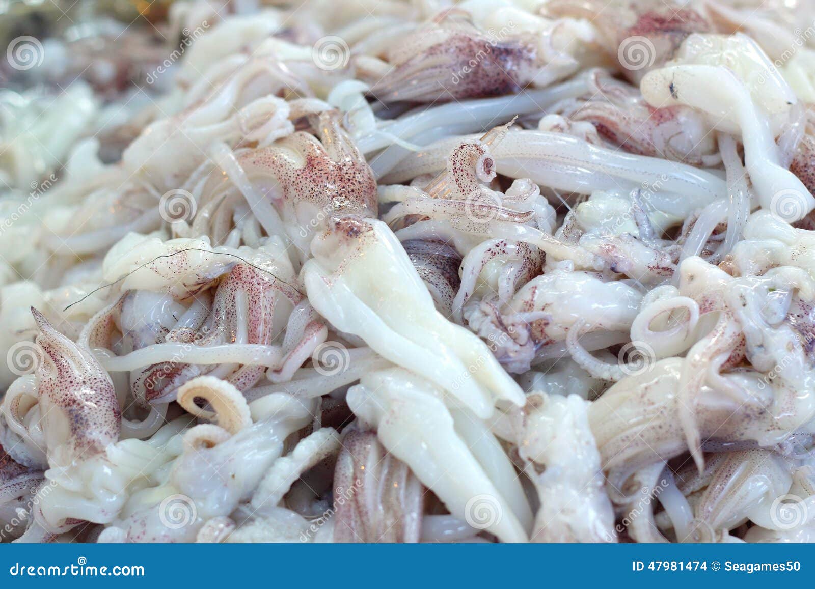 Fresh squid in the market stock photo. Image of brown - 47981474