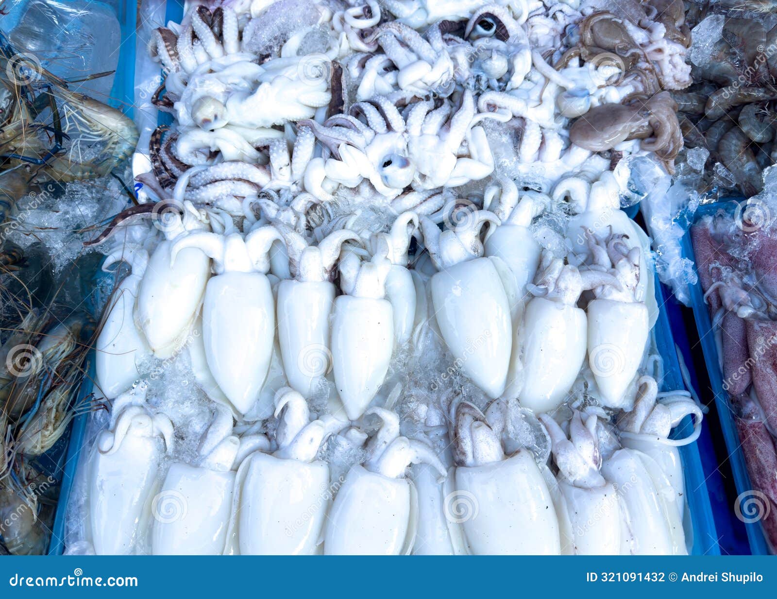 Fresh Squid on a Market Stall Stock Photo - Image of gourmet, fishing ...
