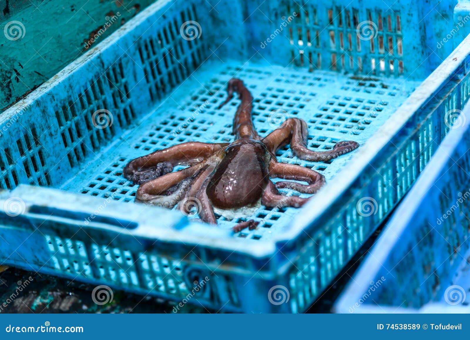Fresh Squid or Octopus in Plastic Basket. Stock Image - Image of ...