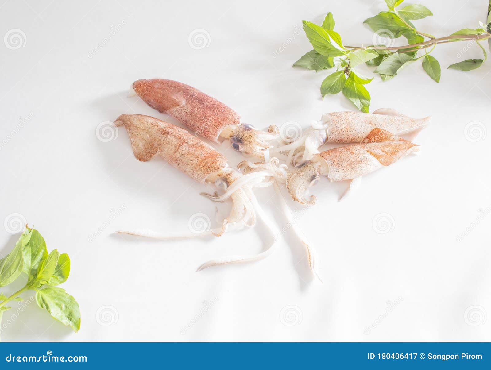 Fresh squid raw seafood stock image. Image of ingredient - 180406417