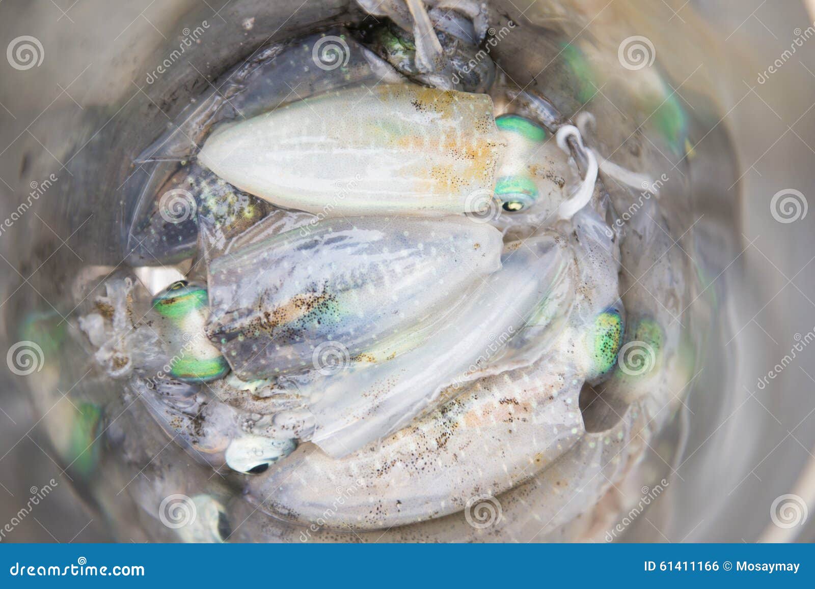 Fresh squid from the sea stock photo. Image of life, food - 61411166