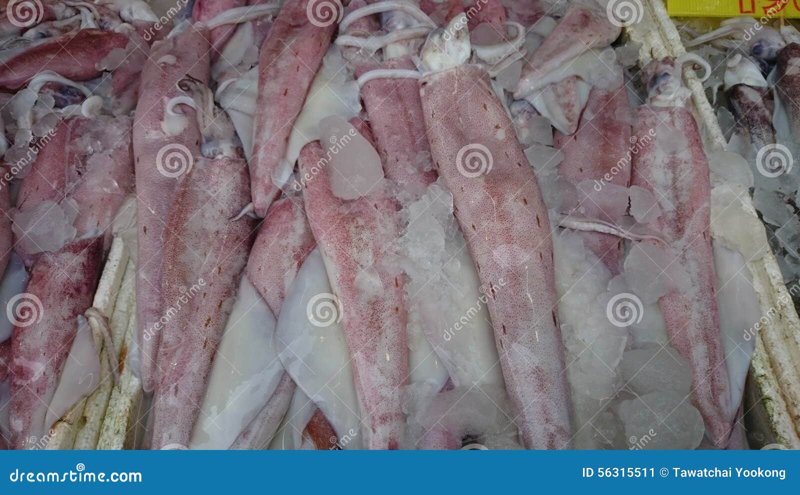 Fresh squid seafood stock image. Image of squid, butterfish - 56315511
