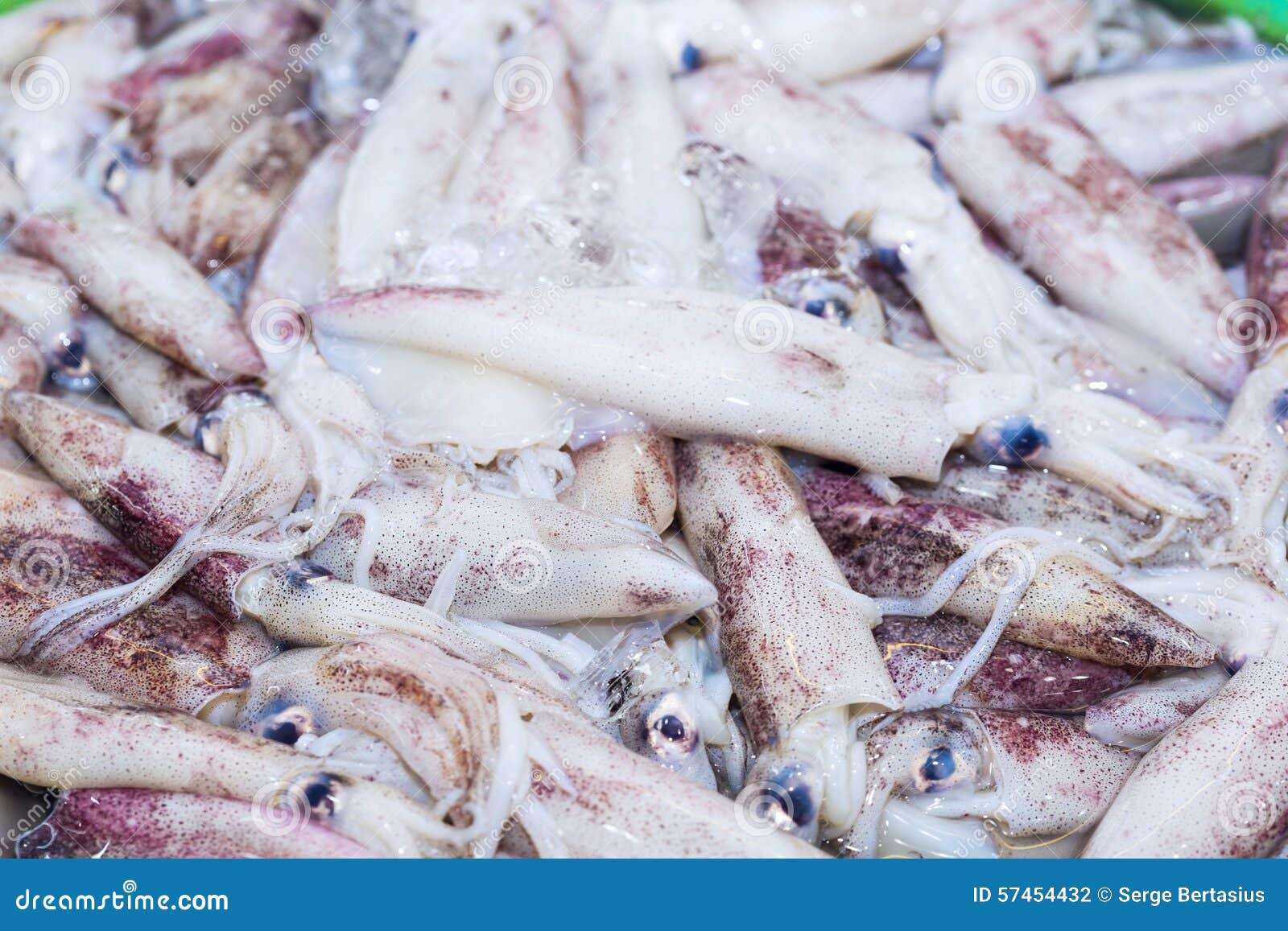 Fresh Squid Stack Closeup at the Seafood Market Stock Photo - Image of ...