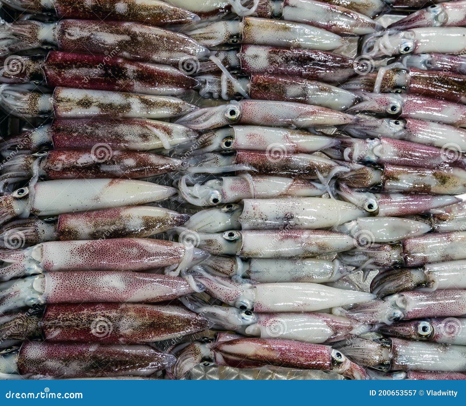 Fresh Squid Top view stock image. Image of reef, healthy - 200653557