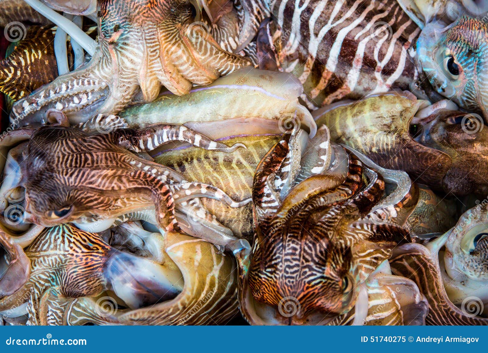 Fresh squid tray stock image. Image of octopus, color - 51740275