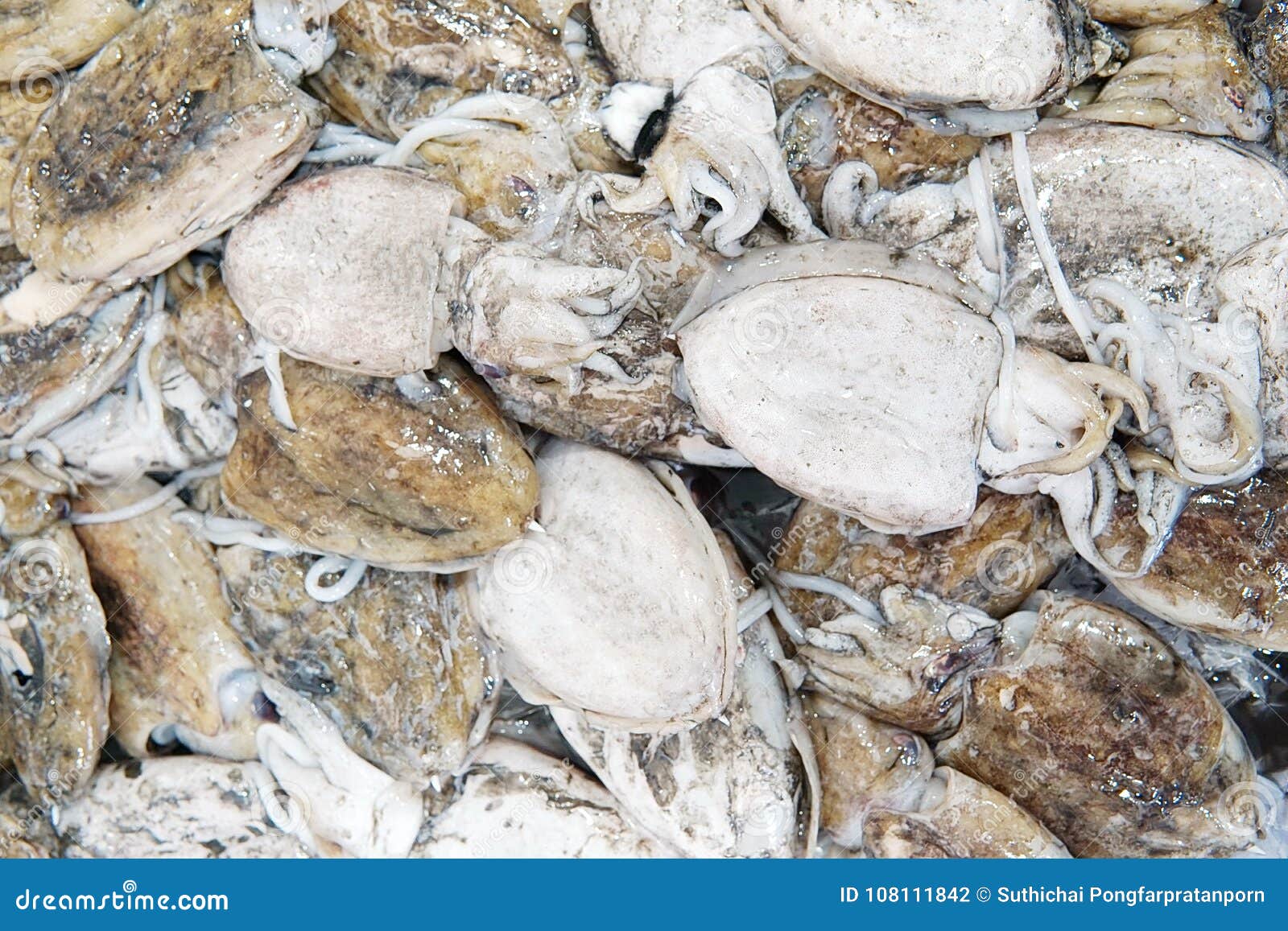 Fresh Squid Unclean on Shelf at Fish Market. Stack of Small Squid on ...