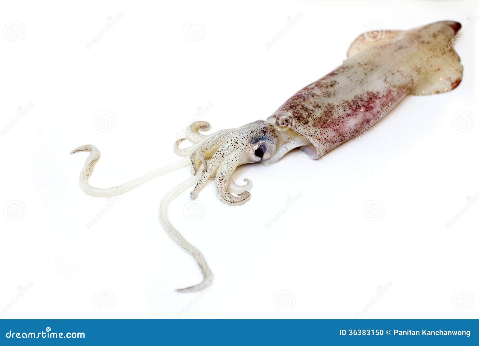 Fresh Squid on White Background Stock Photo - Image of squid ...