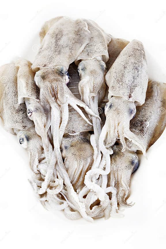 Fresh squid stock photo. Image of cooking, fresh, white - 46094986