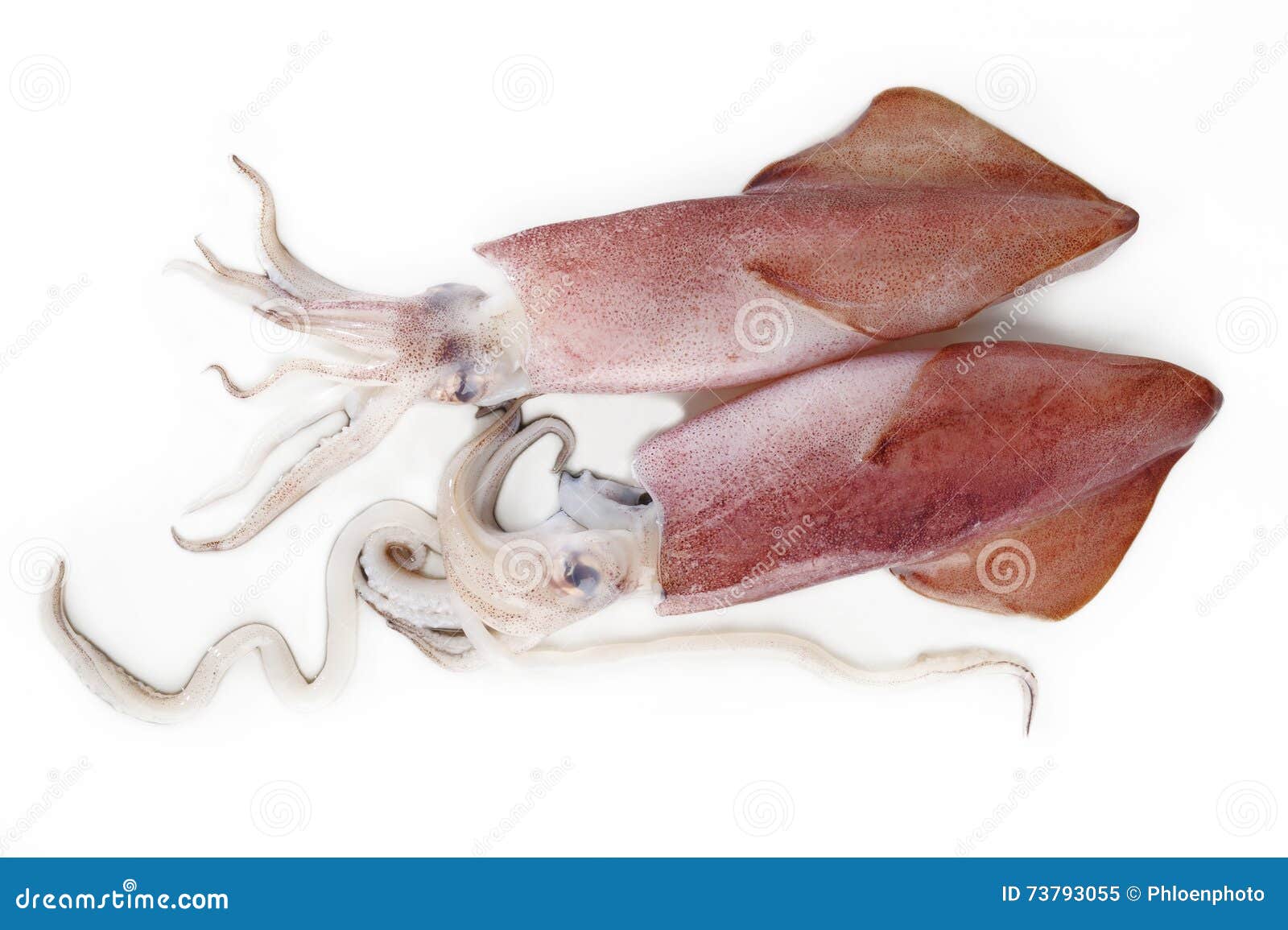 Fresh squid stock image. Image of cooking, prepared, seafood - 73793055