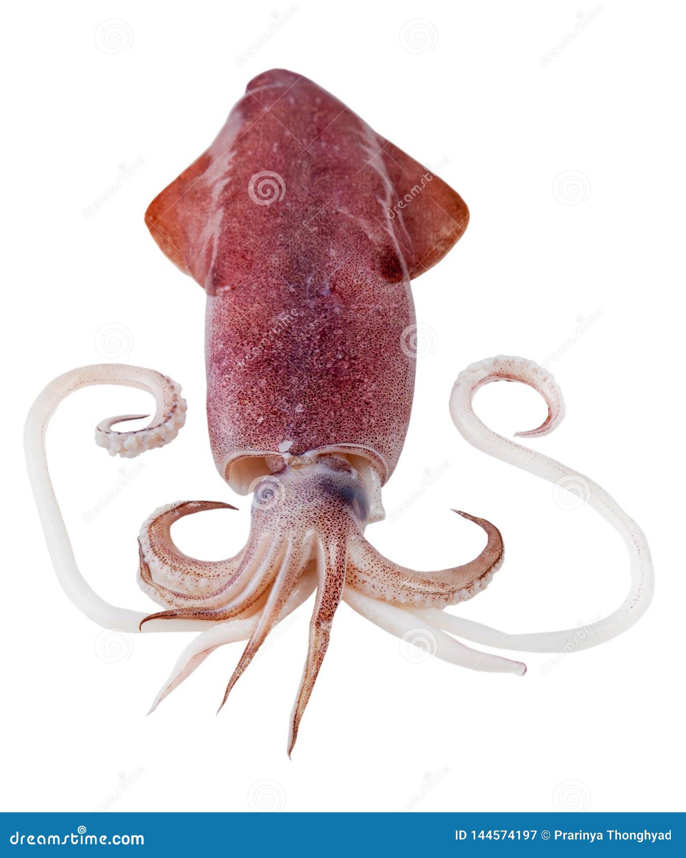 Squid White Background Stock Photos - Download 20,759 Royalty Free Photos