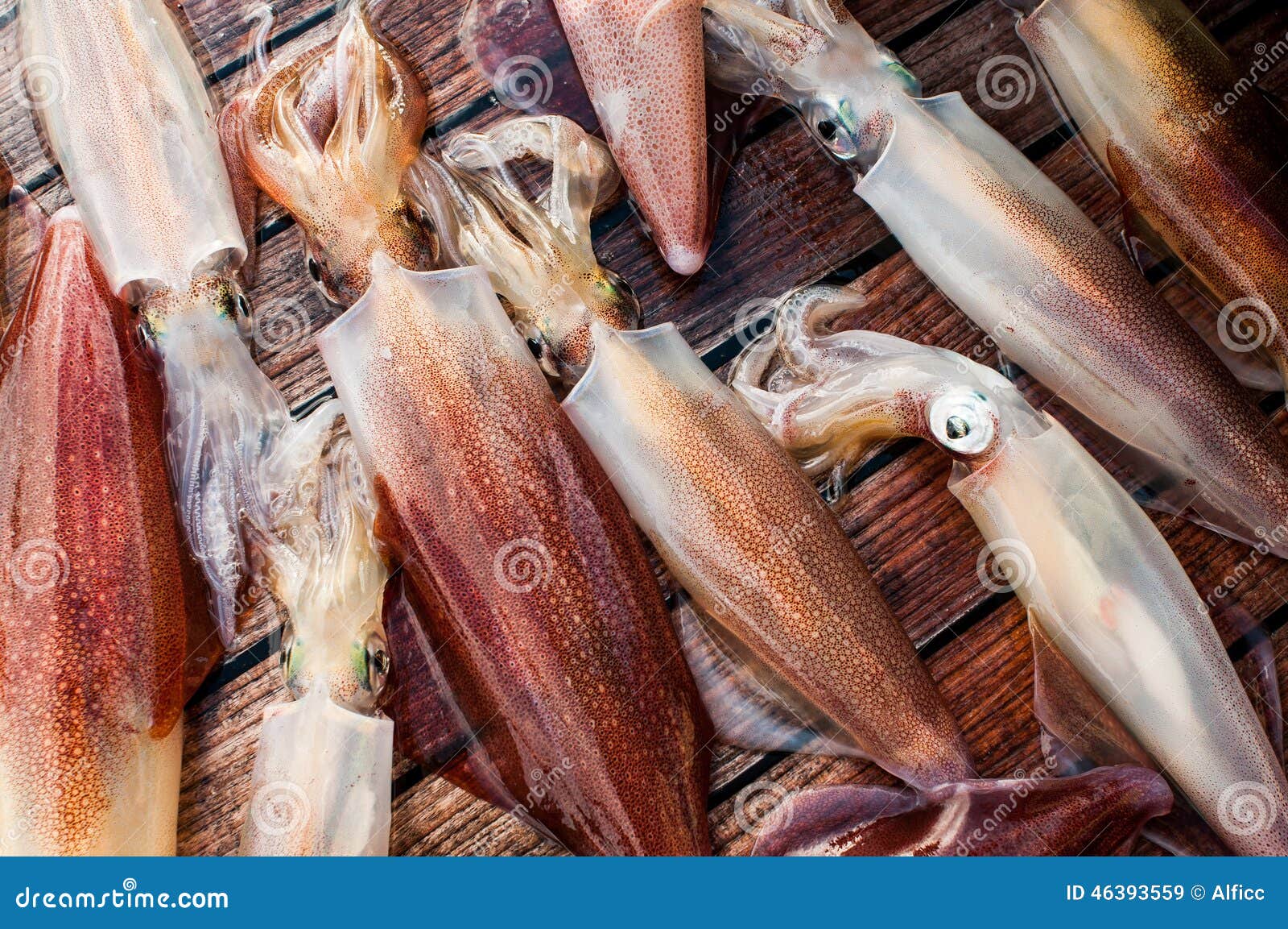 Fresh squids stock image. Image of cooking, mollusk, cuisine - 46393559